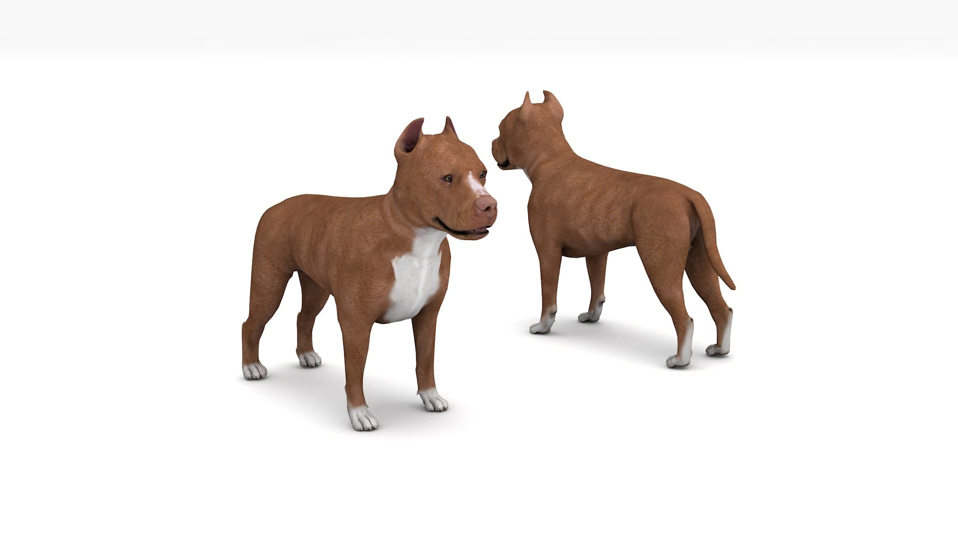 Pitbull 3D Model - TurboSquid 2082746