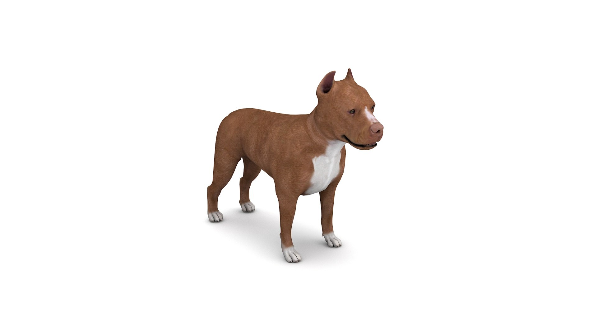 Pitbull 3D Model - TurboSquid 2082746