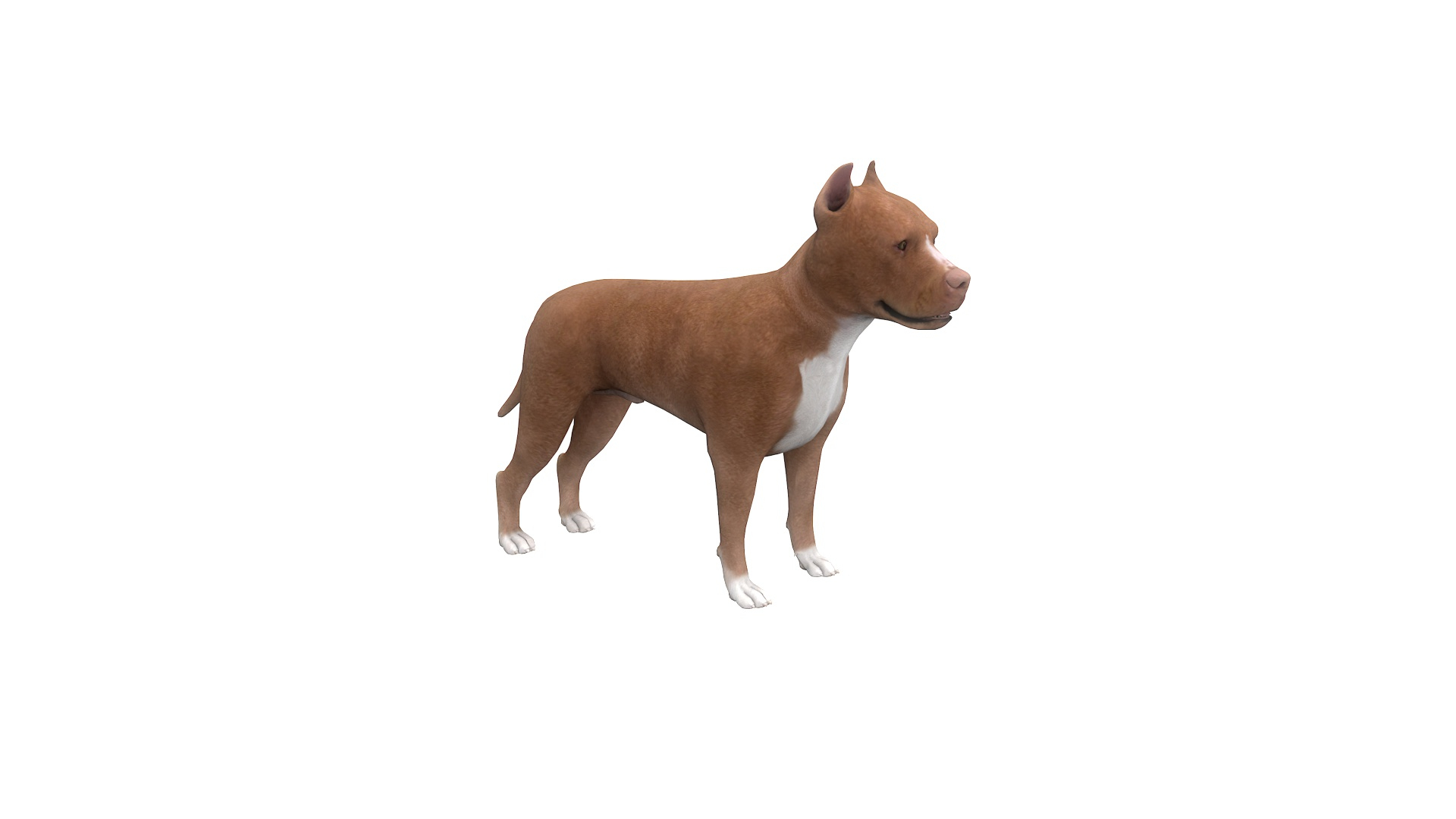 Pitbull 3D Model - TurboSquid 2082746