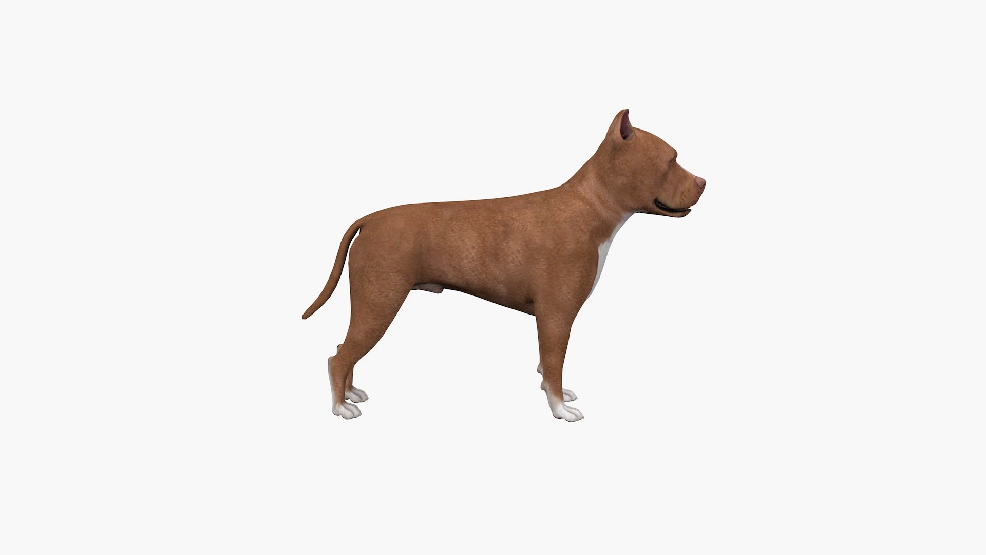 Pitbull 3D Model - TurboSquid 2082746