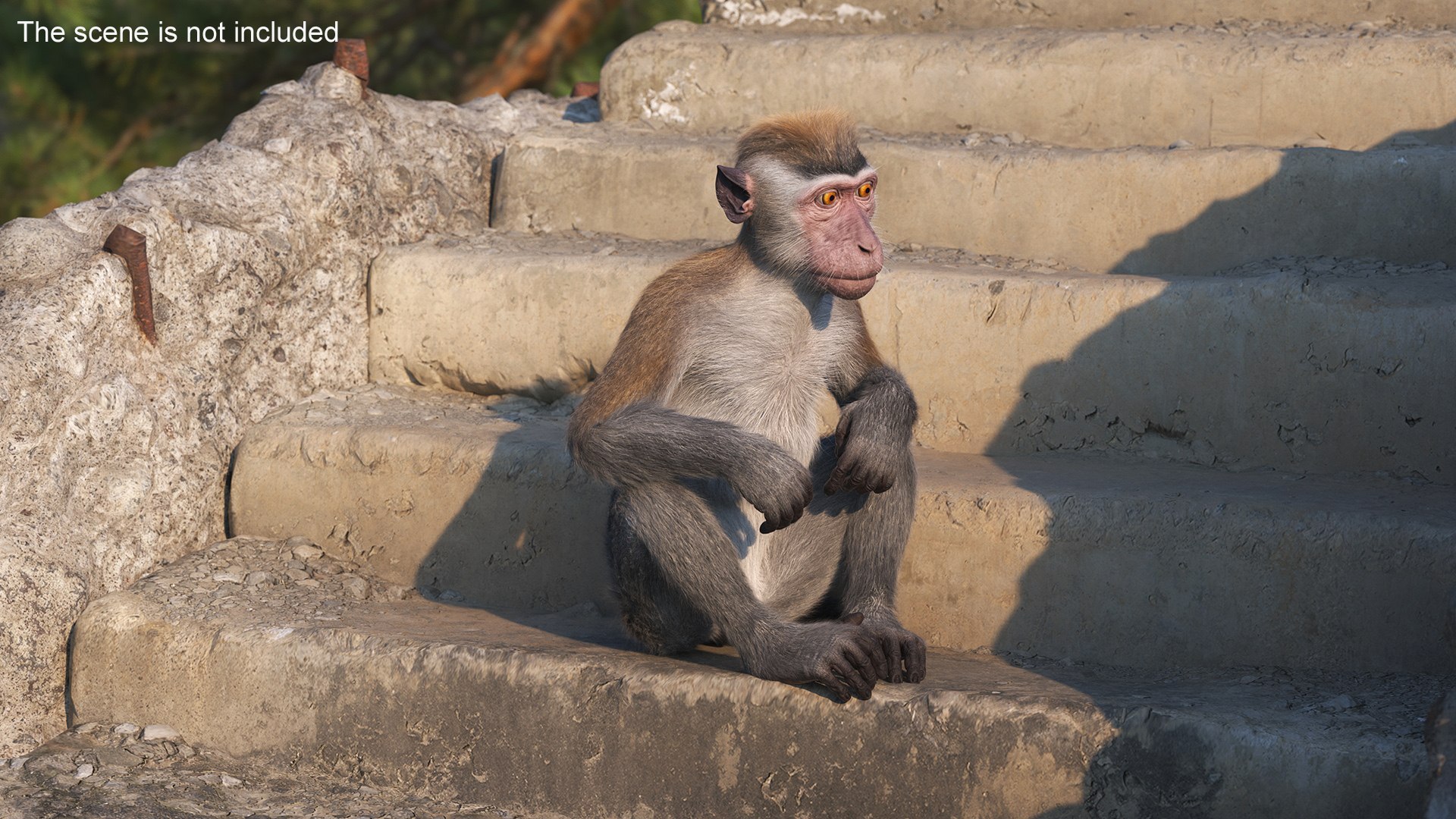 3D Sitting Rhesus Macaque Monkey Gray Fur For Cinema 4D Model - TurboSquid 2477232