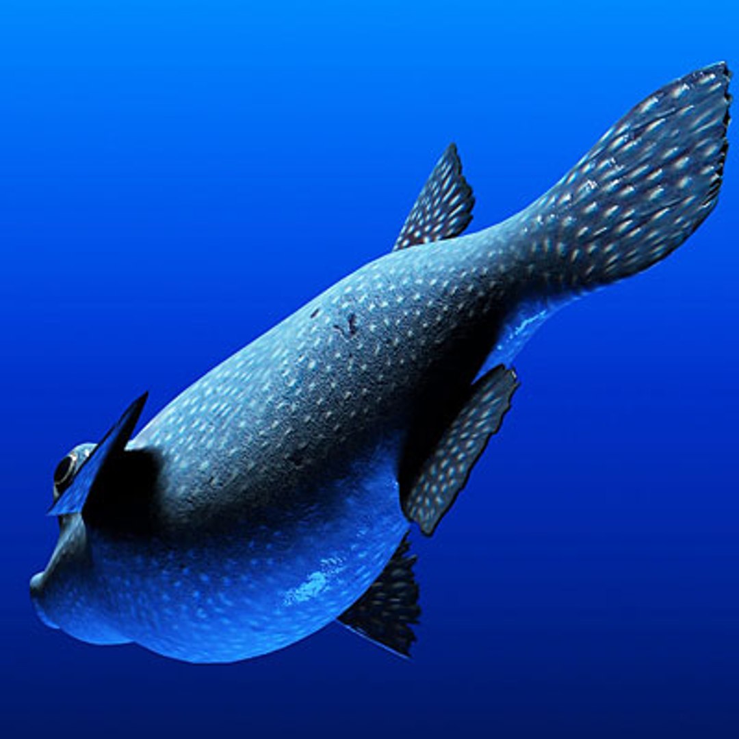 Pufferfish Fugu 3d Model