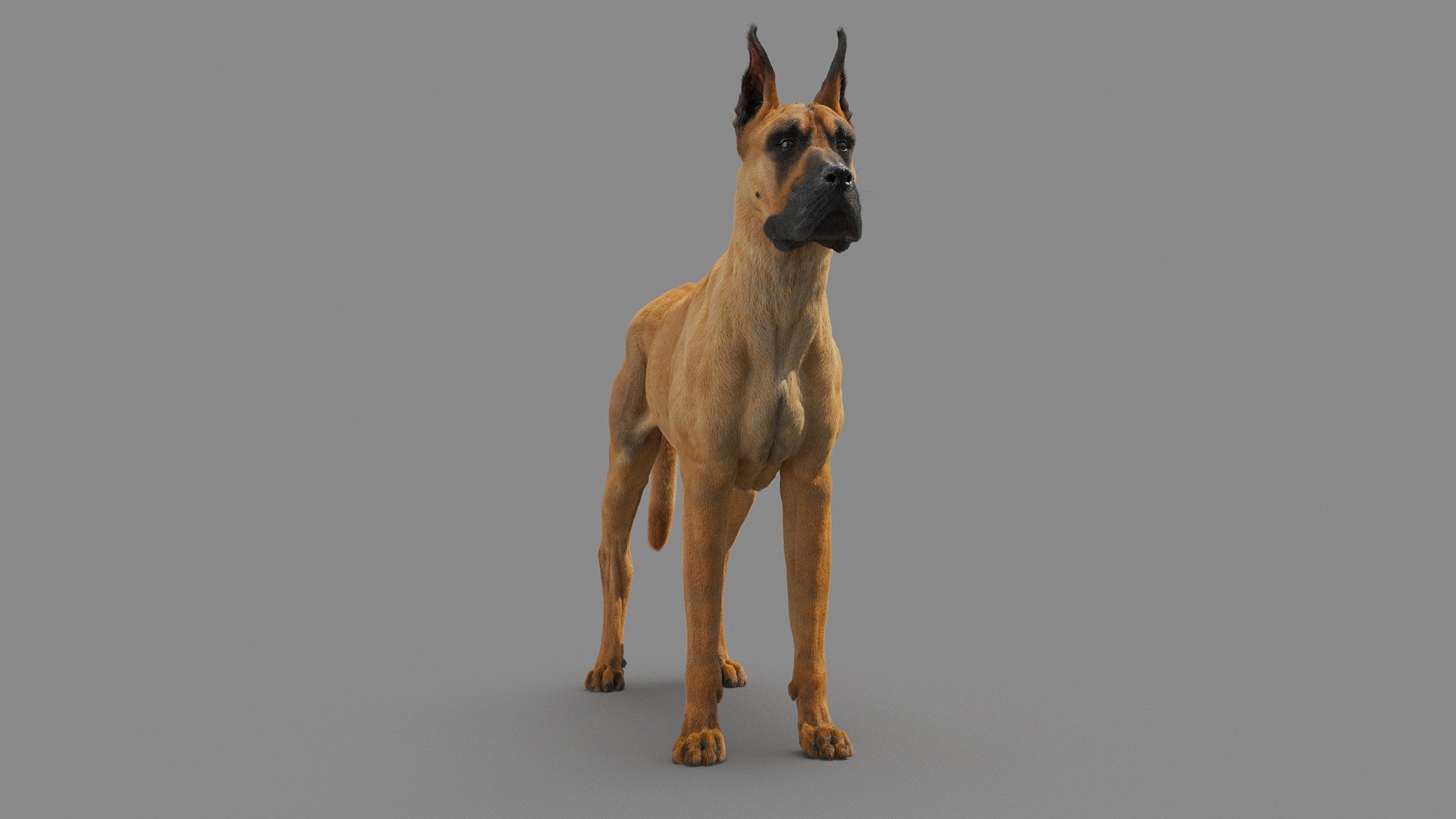 Great Dane Dog 3D Model - TurboSquid 1676702