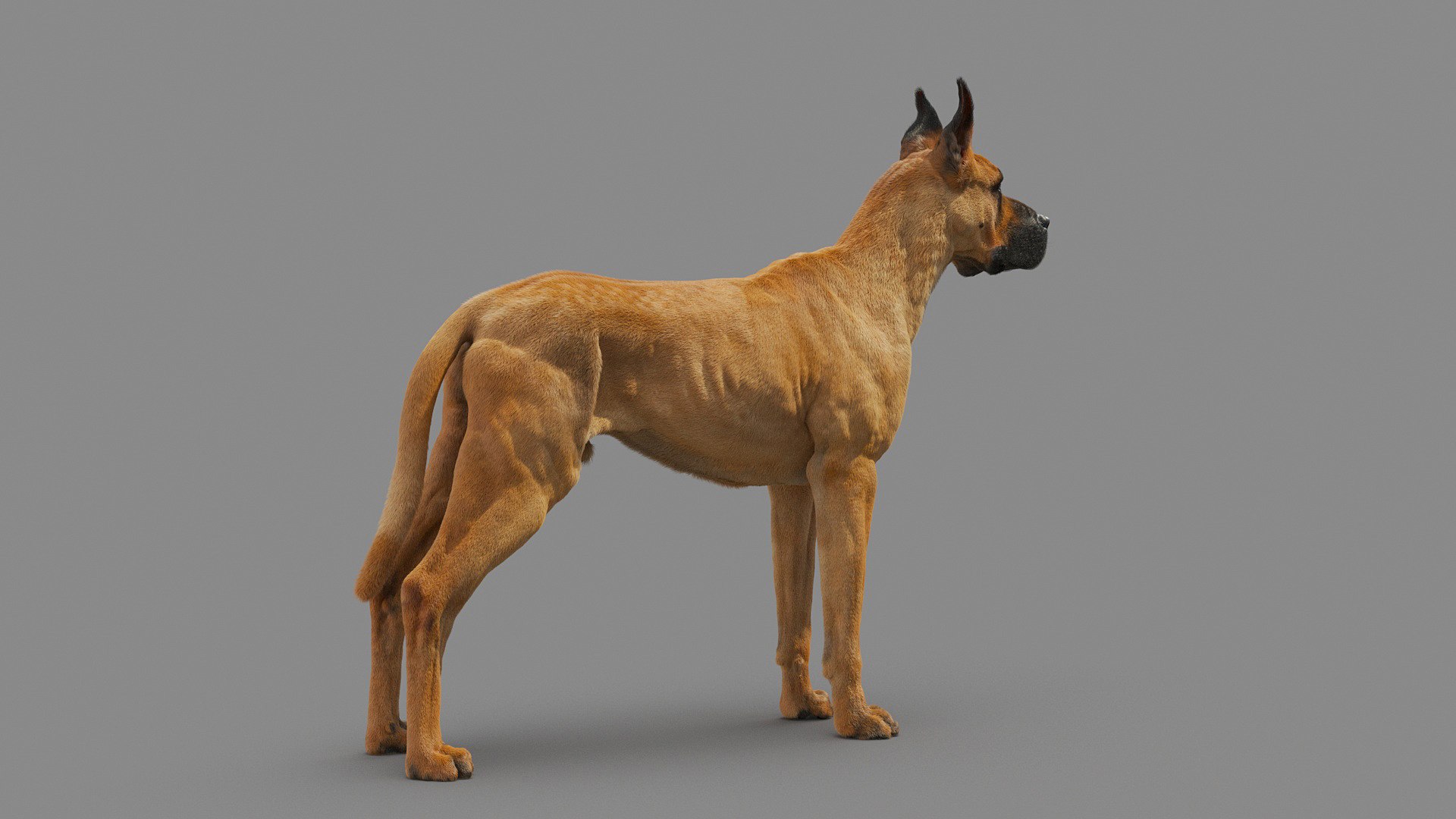 Great Dane Dog 3D Model - TurboSquid 1676702
