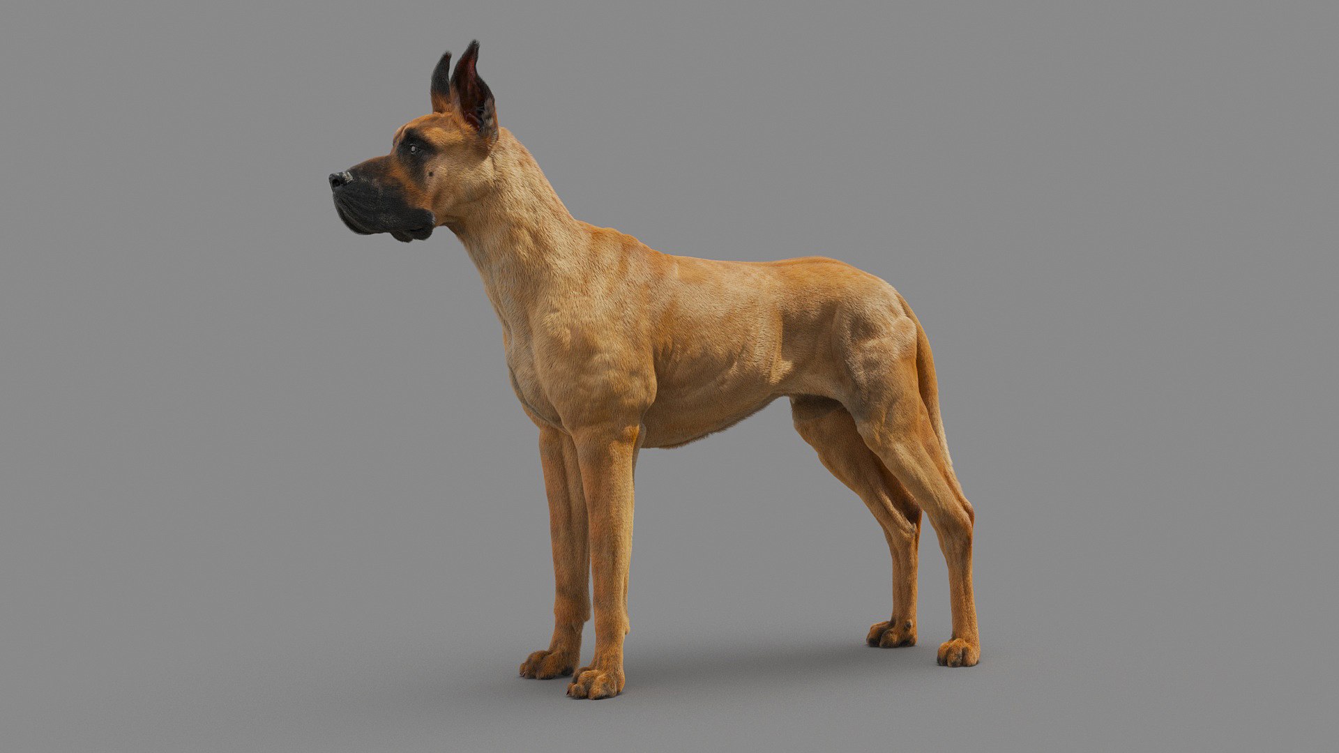 Great Dane Dog 3D Model - TurboSquid 1676702