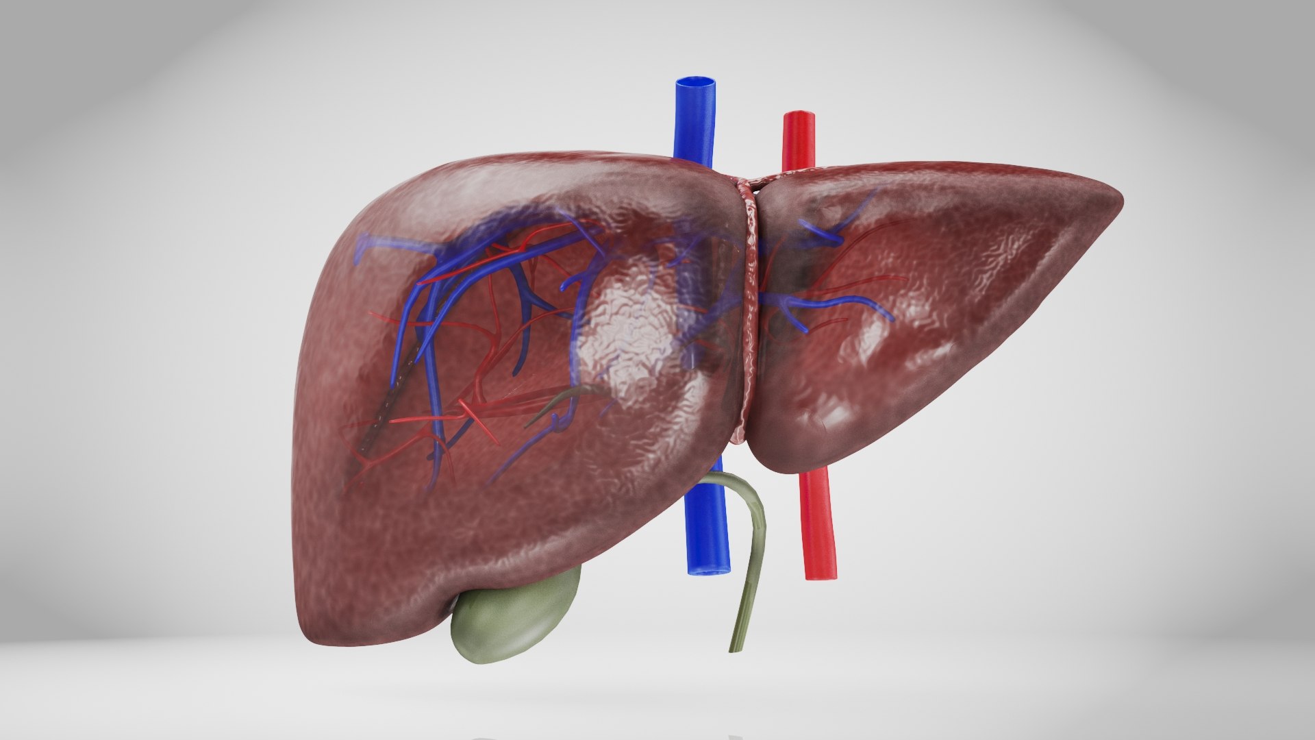 Healthy Liver model - TurboSquid 2132637