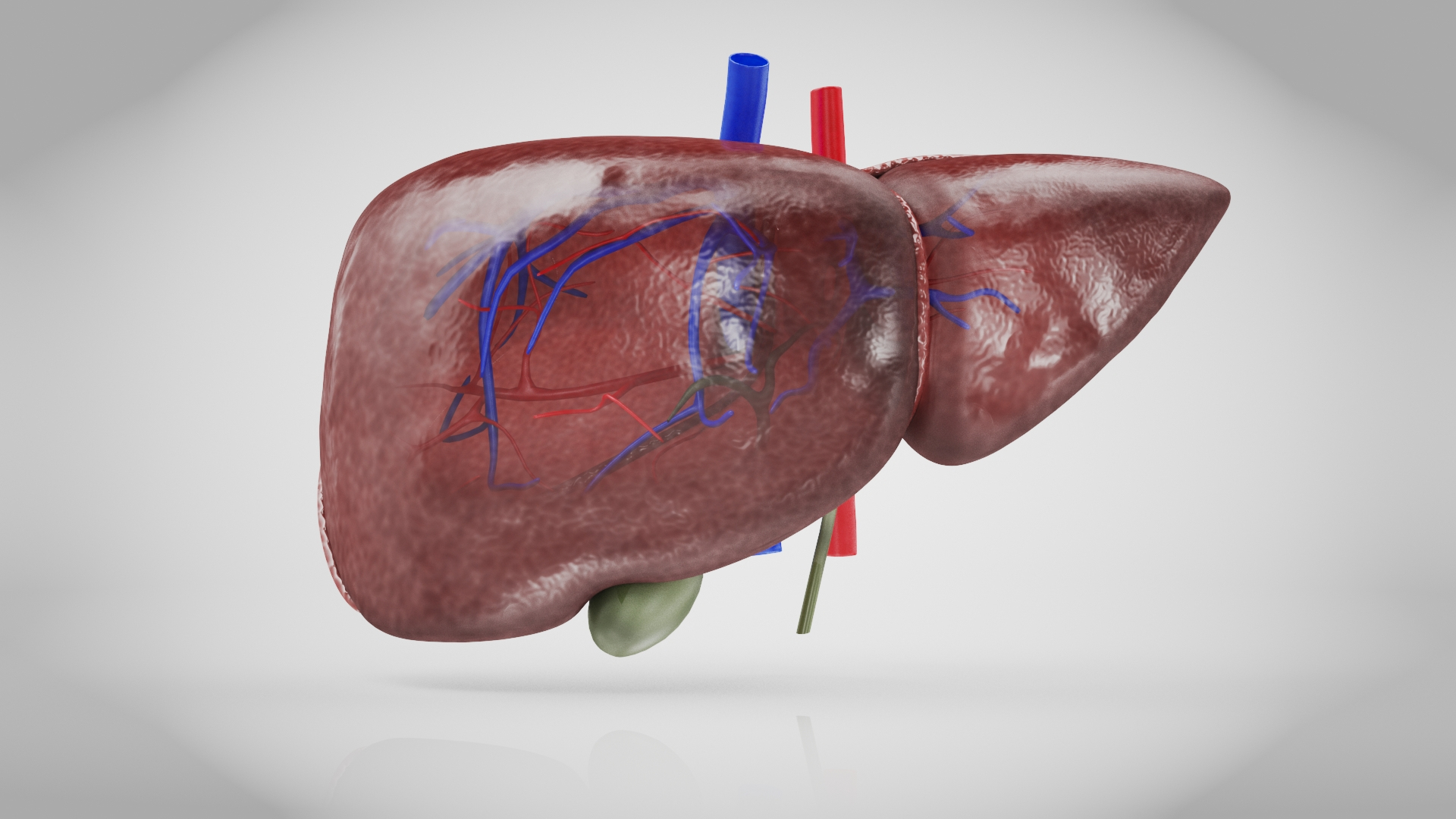 Healthy Liver model - TurboSquid 2132637