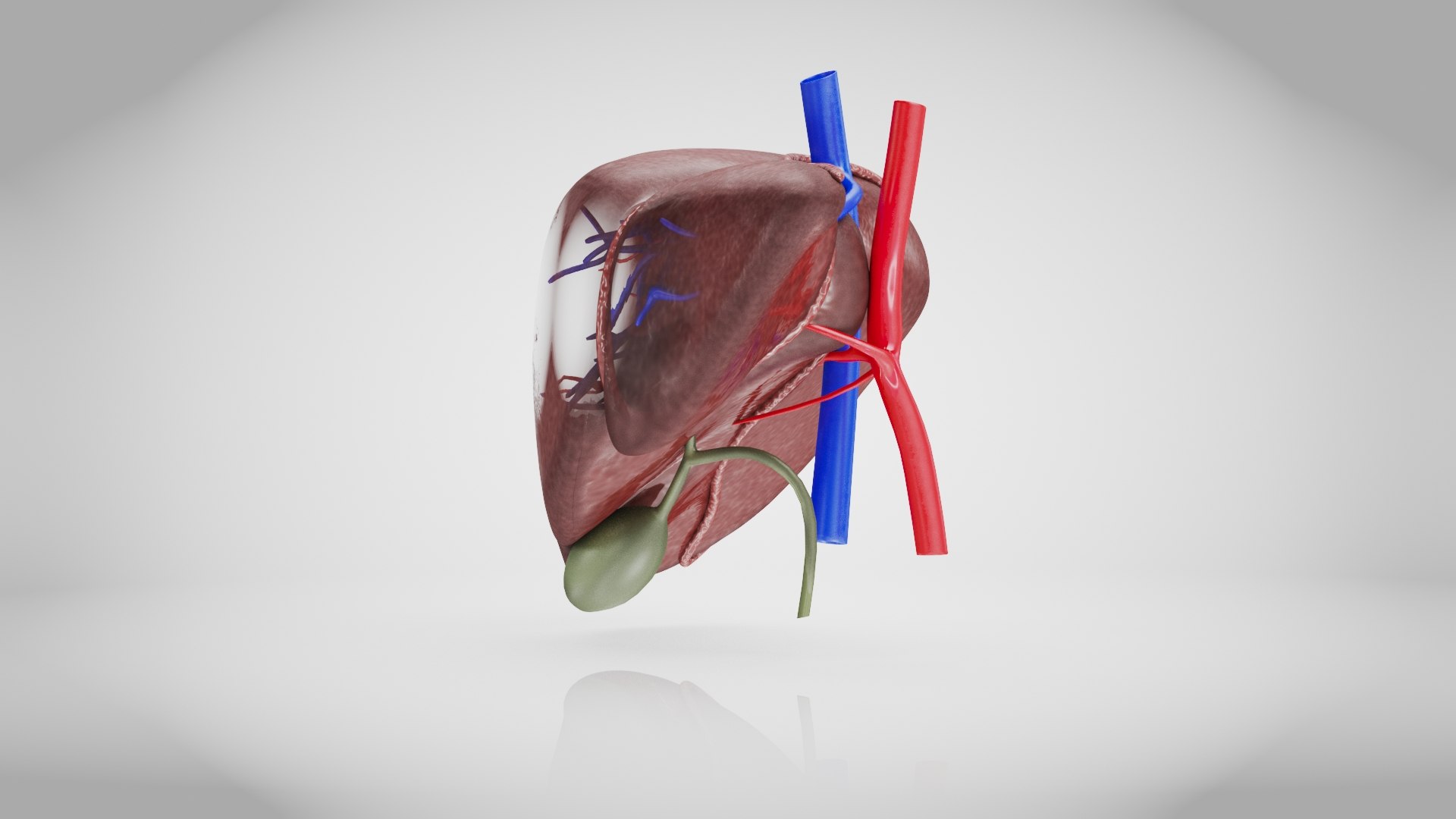 Healthy Liver model - TurboSquid 2132637