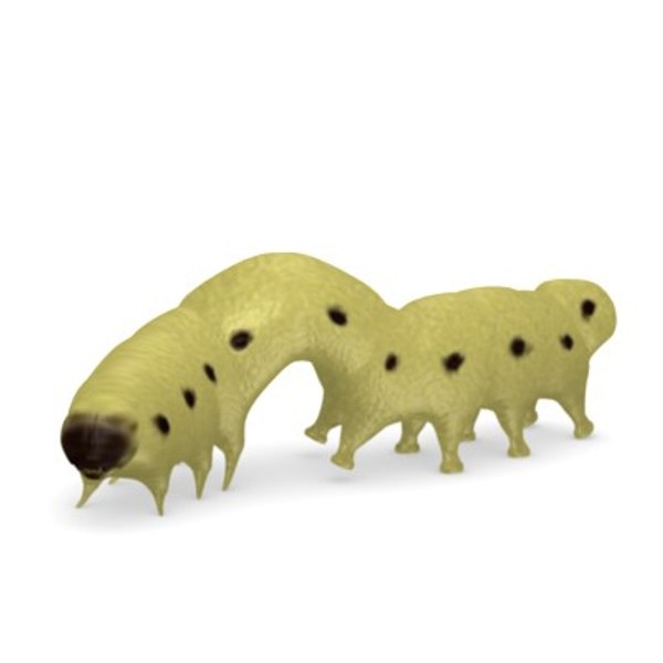 Invertebrate 3D Models for Download | TurboSquid