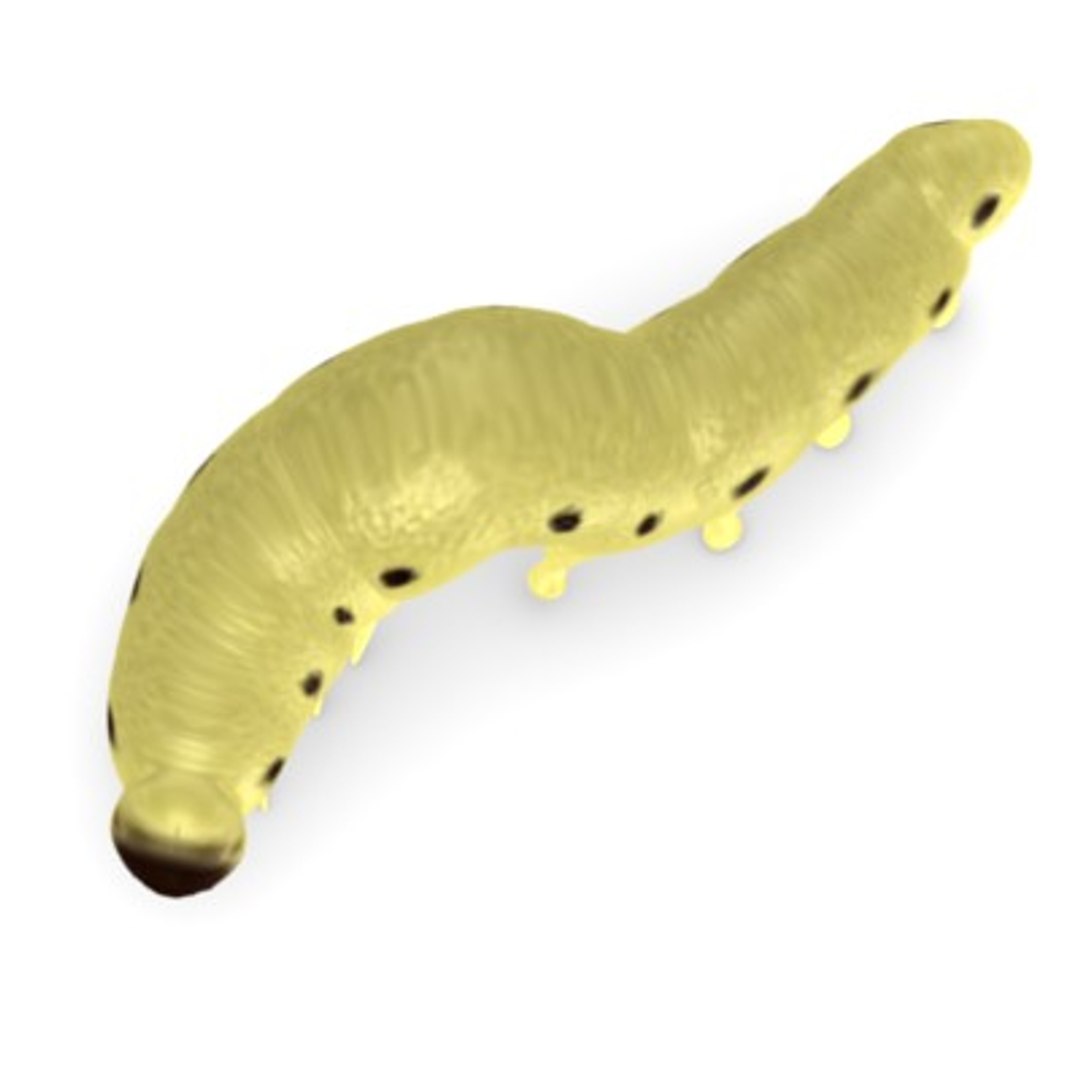 Butterfly Worm 3d Model