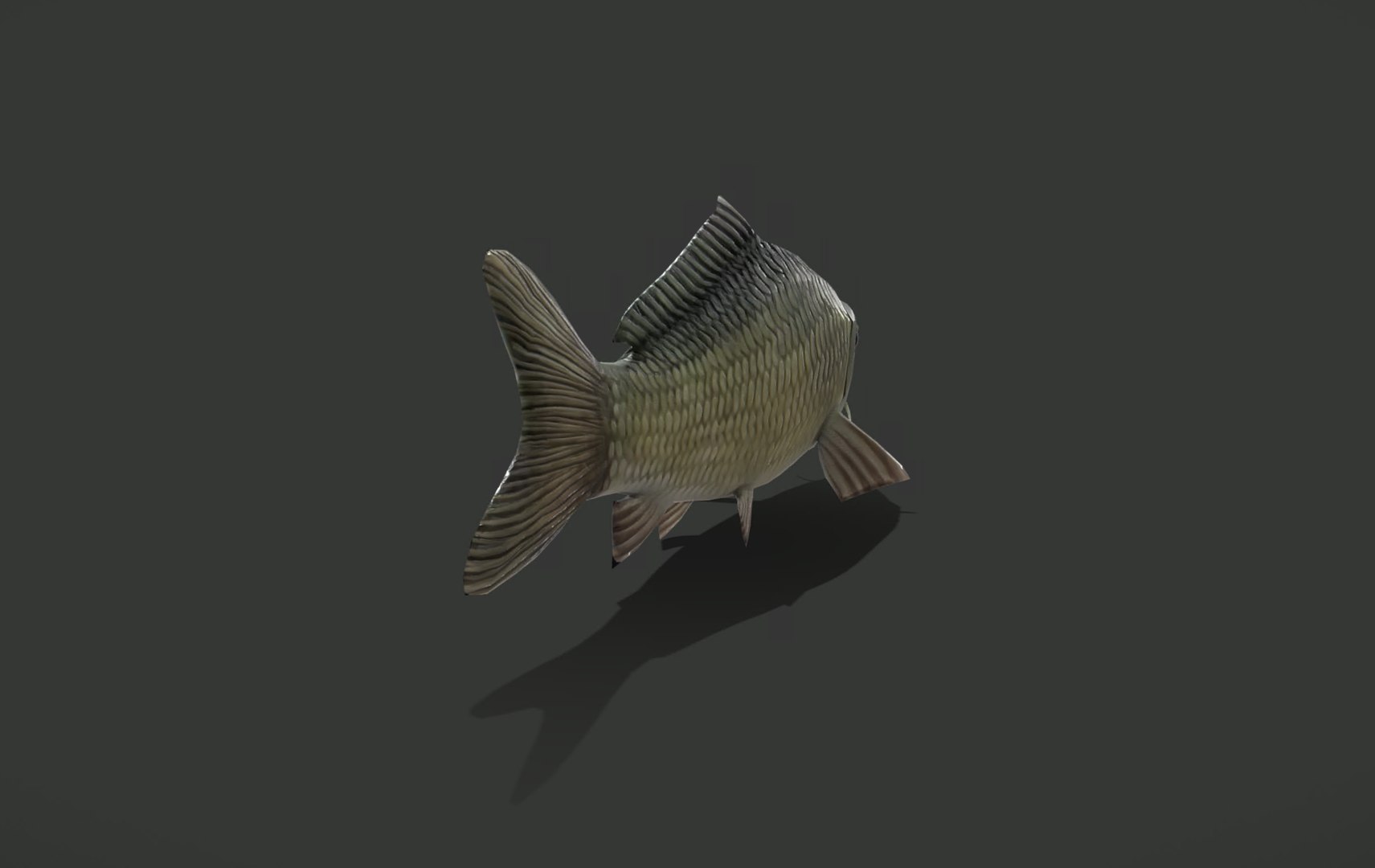3D fish obj model - TurboSquid 2169404