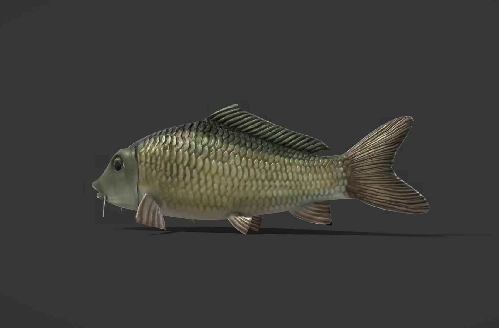 3D fish obj model - TurboSquid 2169404
