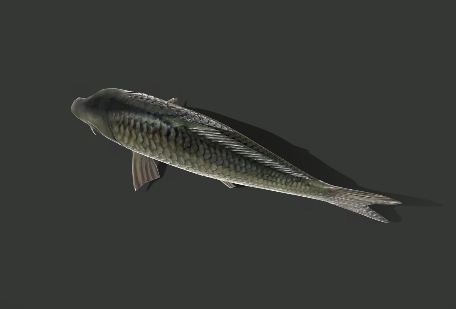 3D fish obj model - TurboSquid 2169404