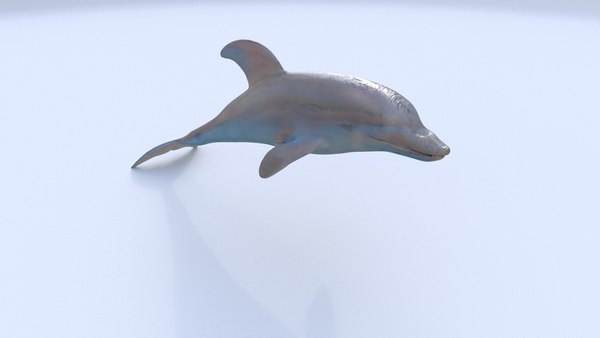 modelo 3d Delfín 1 - TurboSquid 2334988