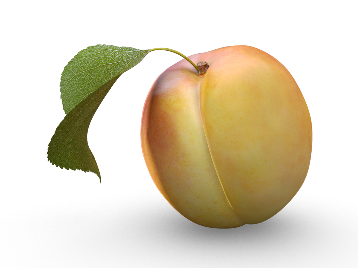 apricot leaf 3d model
