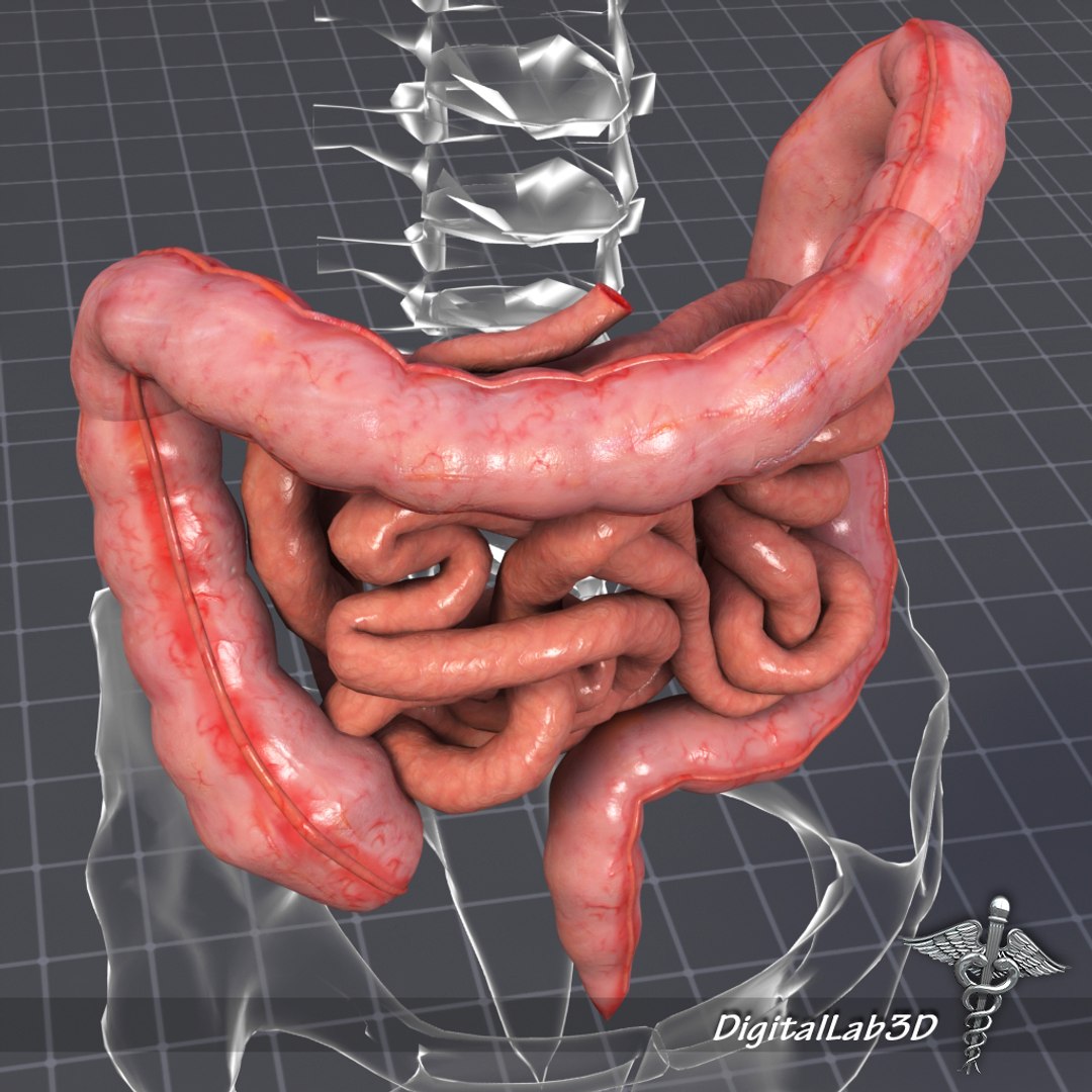 3d Human Large Small Intestines