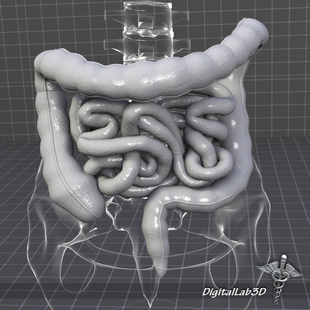 3d Human Large Small Intestines
