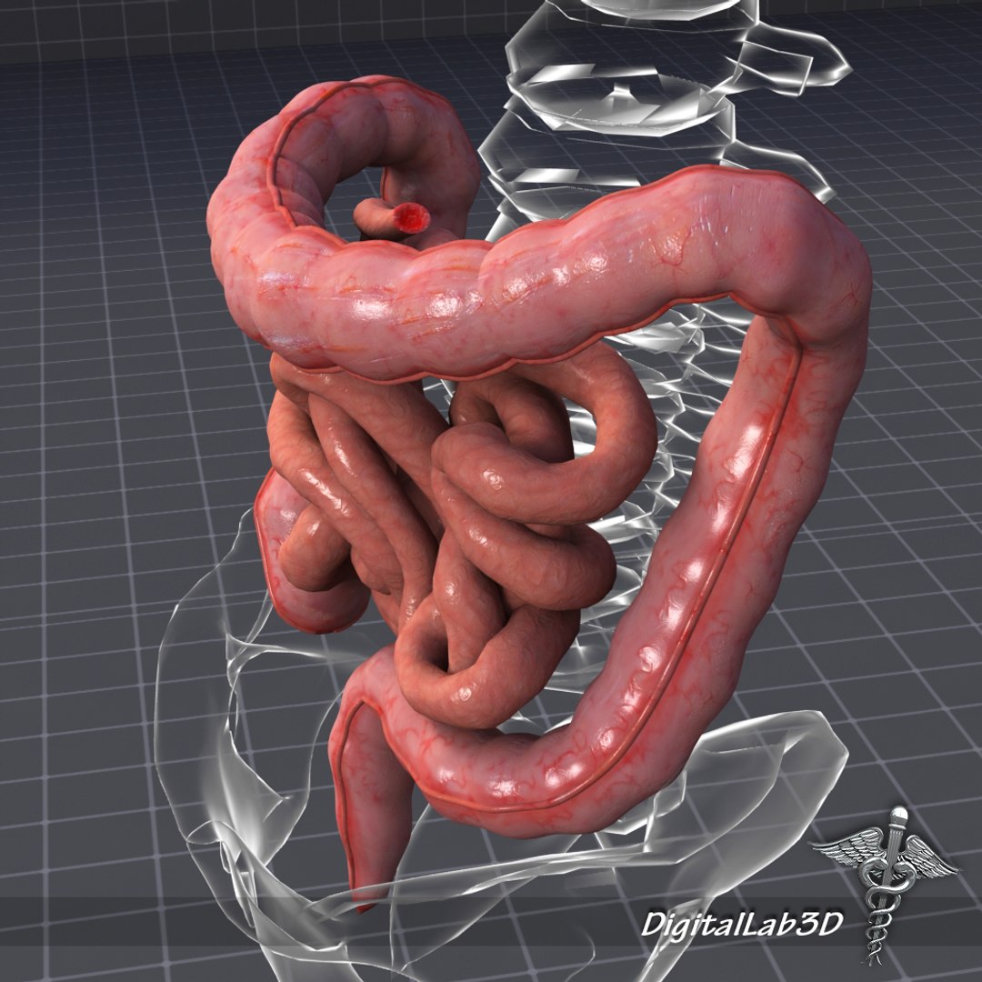 3d Human Large Small Intestines