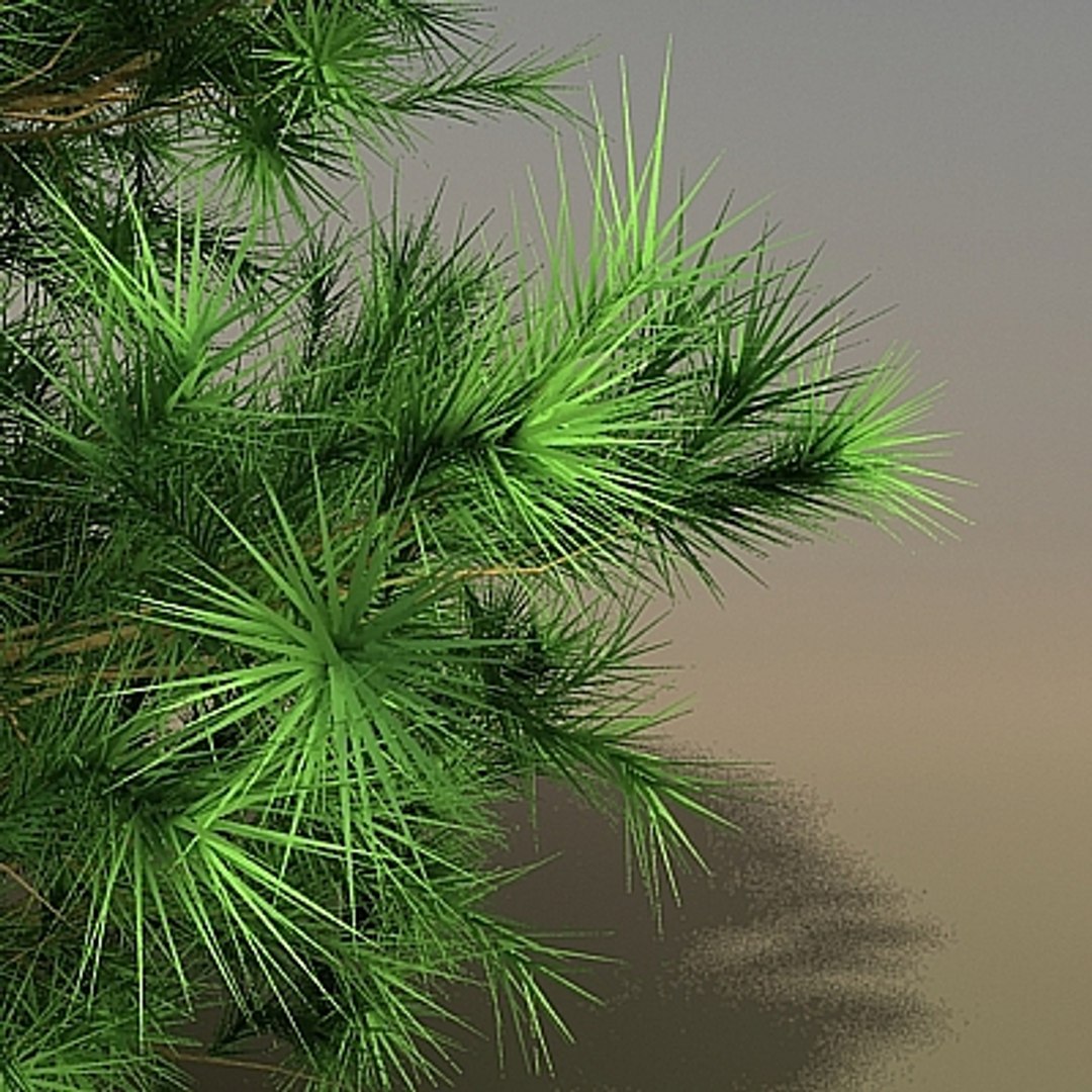 3d Pinus Model