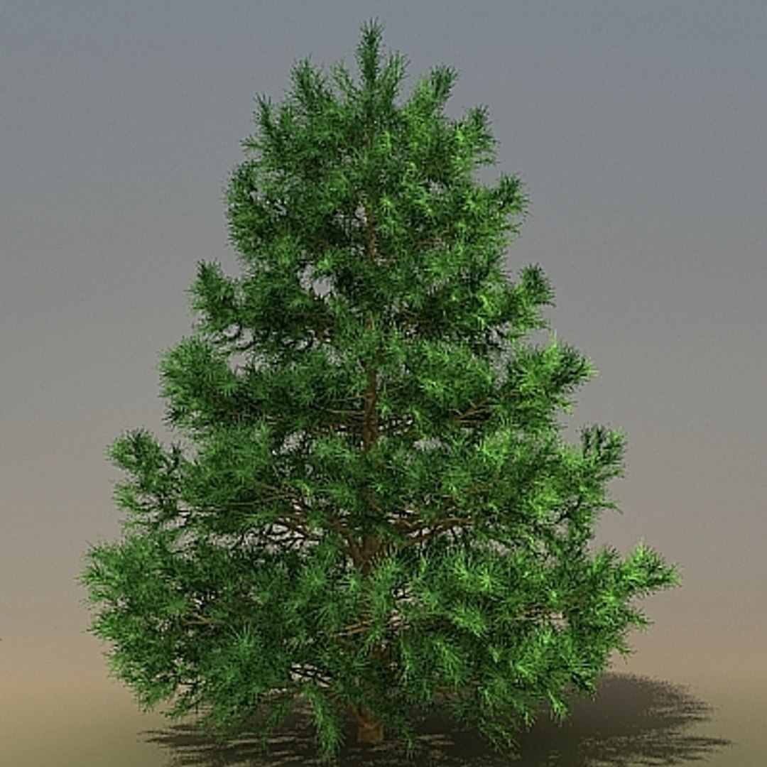 3d Pinus Model