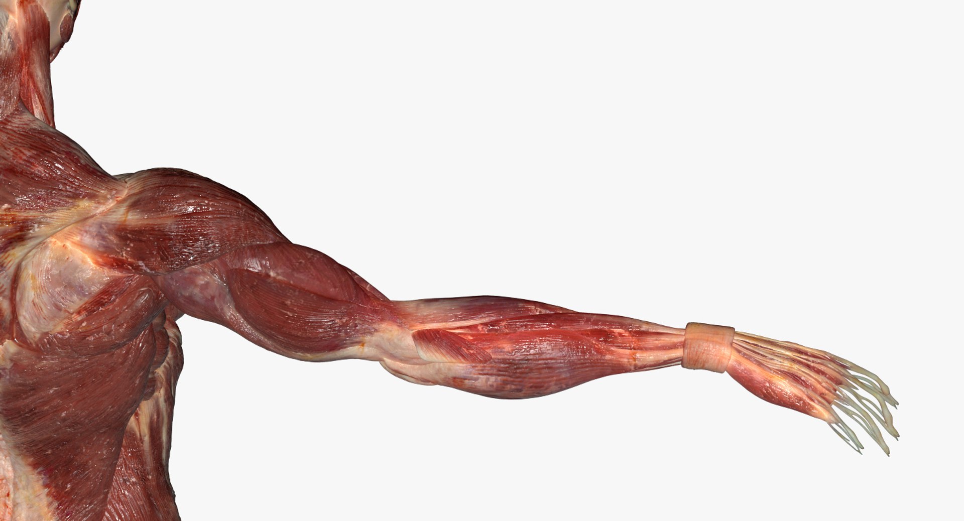 3D model muscular rig male - TurboSquid 1308983