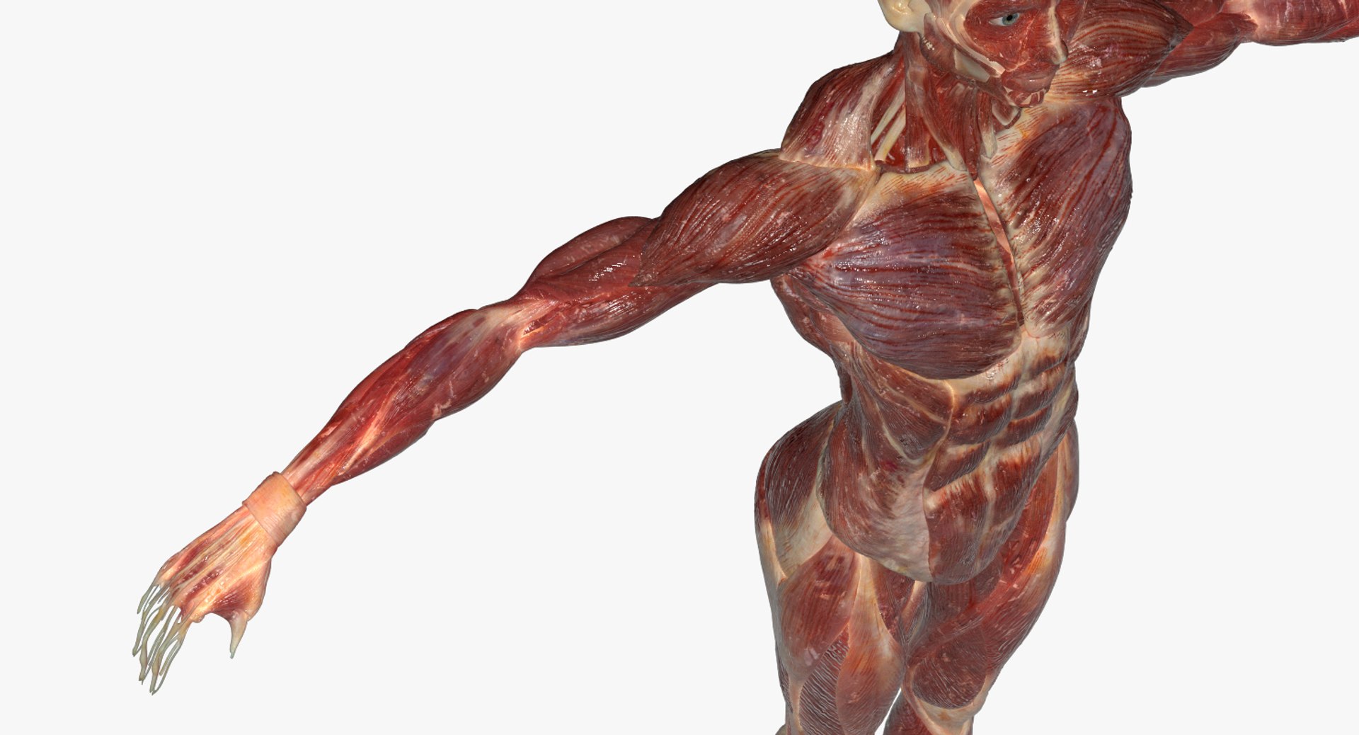 3D Model Muscular Rig Male - TurboSquid 1308983