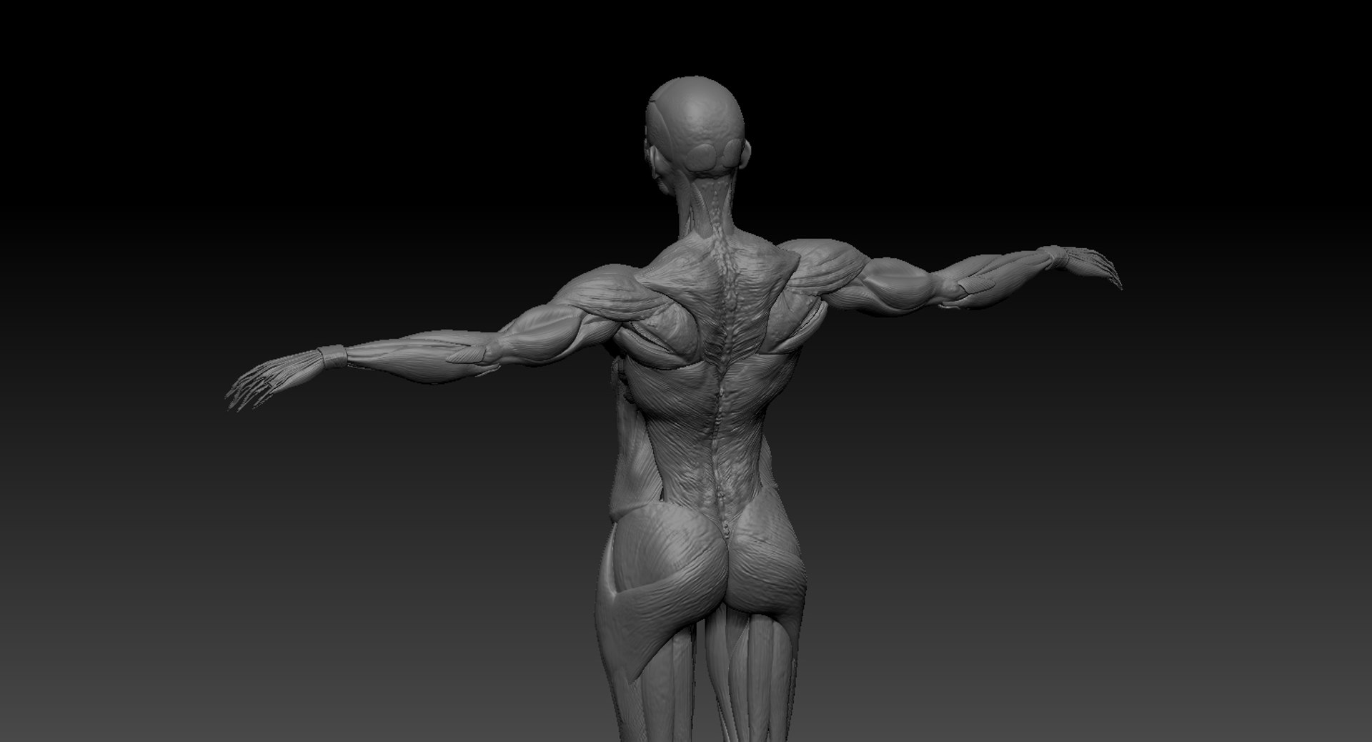 3D model muscular rig male - TurboSquid 1308983