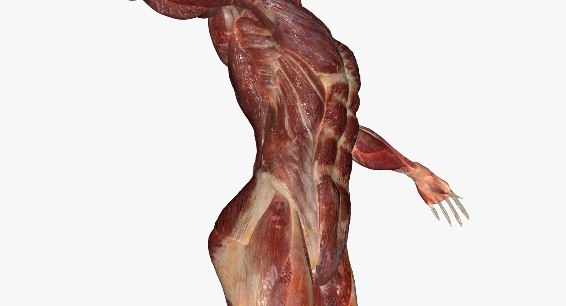 3D model muscular rig male - TurboSquid 1308983