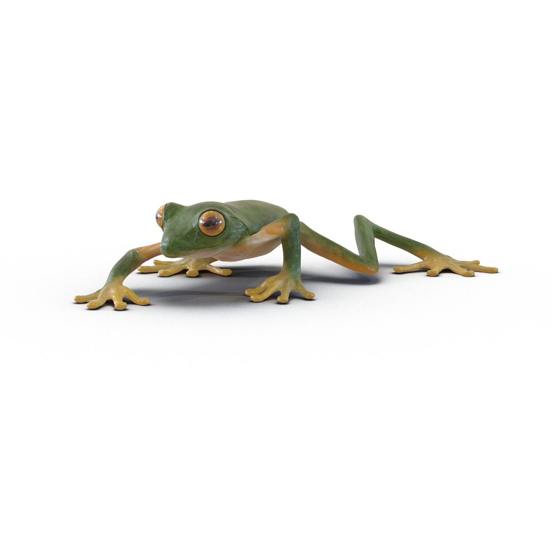 3d Tree Frog Pose 2