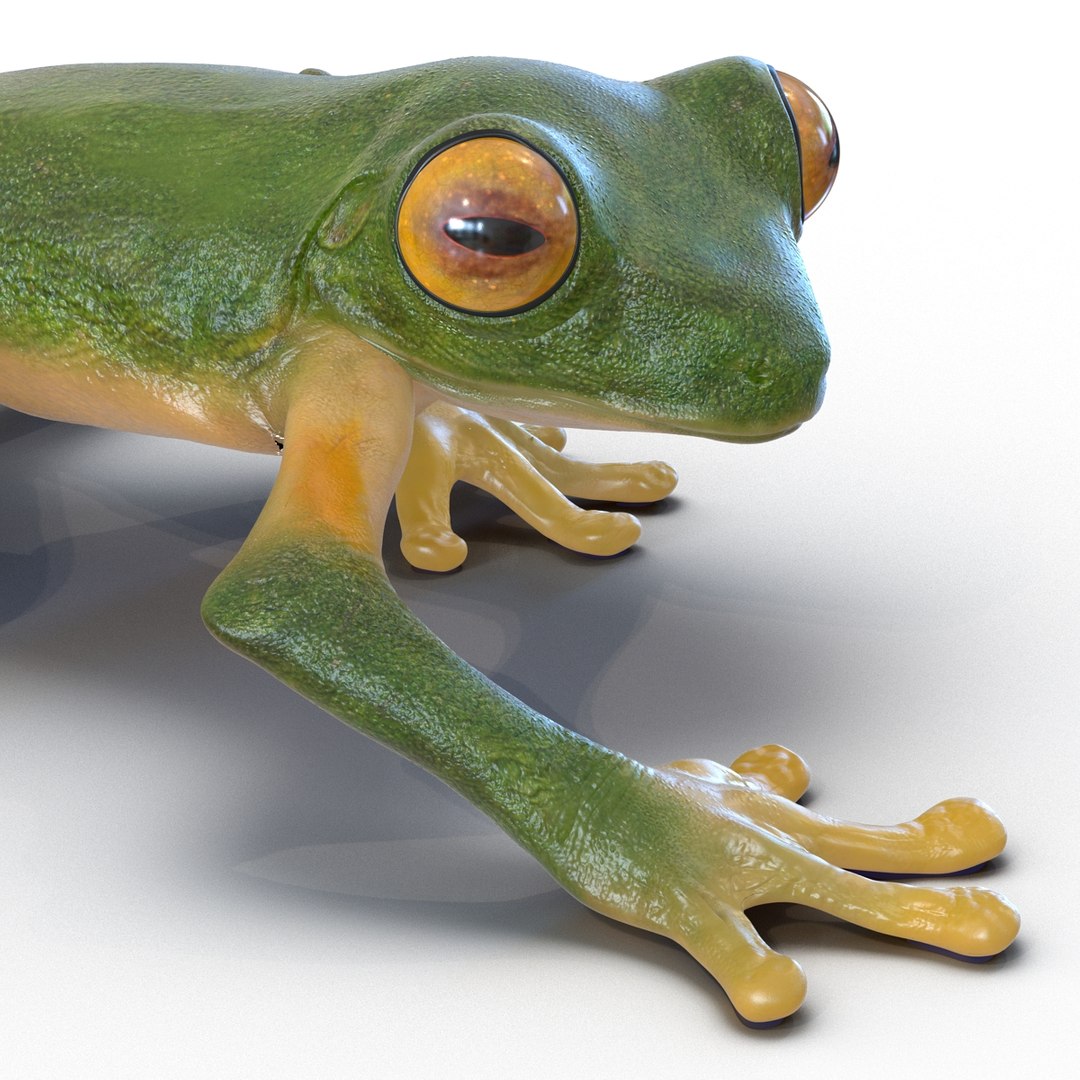 3d Tree Frog Pose 2