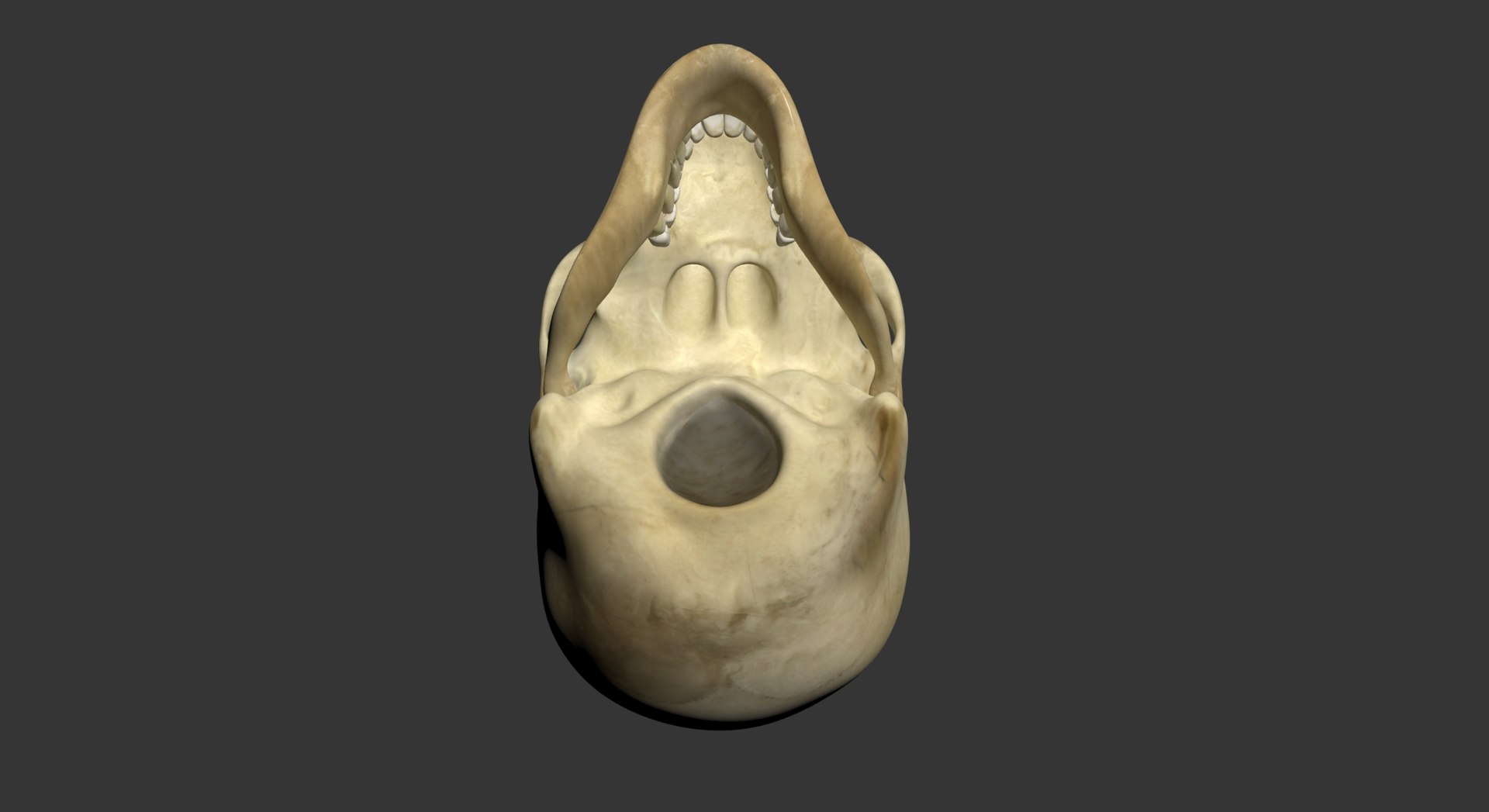 3d human skull model