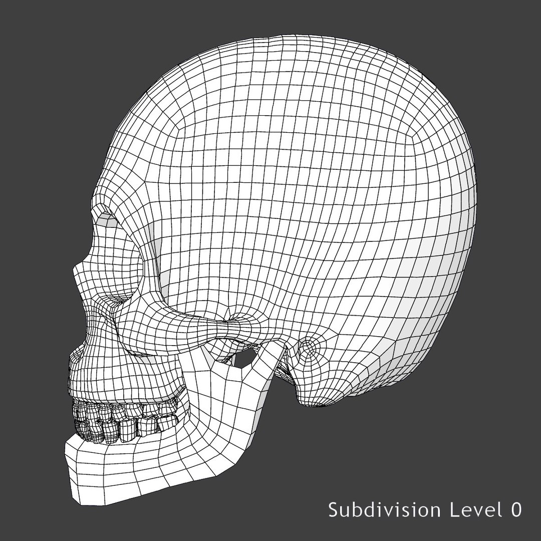 3d Human Skull Model