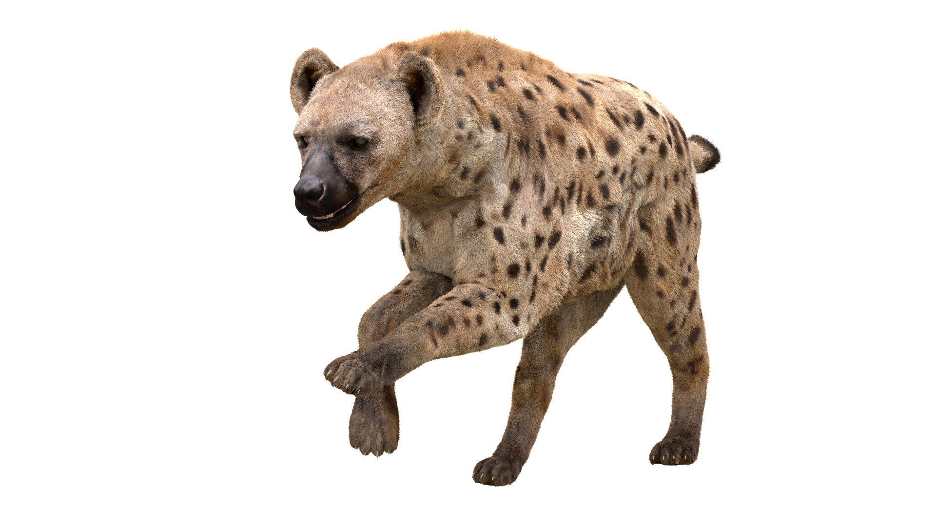 Hyena Animated Fur1 3D Model - TurboSquid 1861004