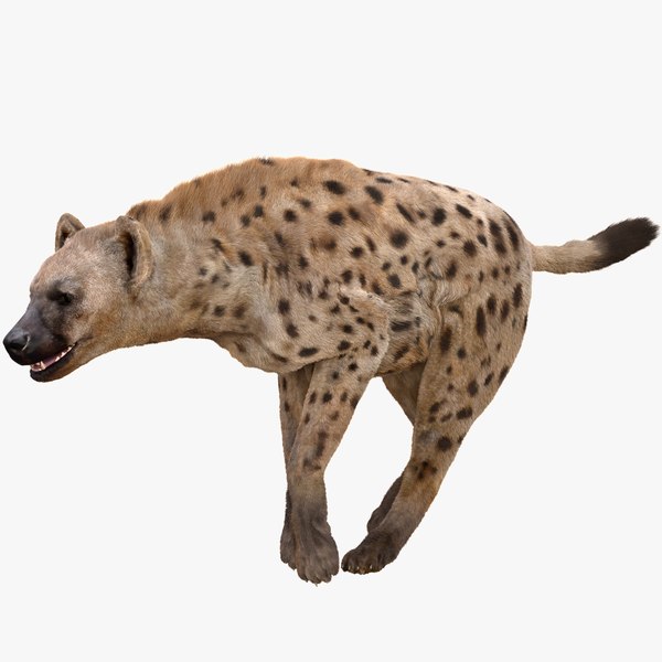 Hyena Animated Fur1 3D model - TurboSquid 1861004
