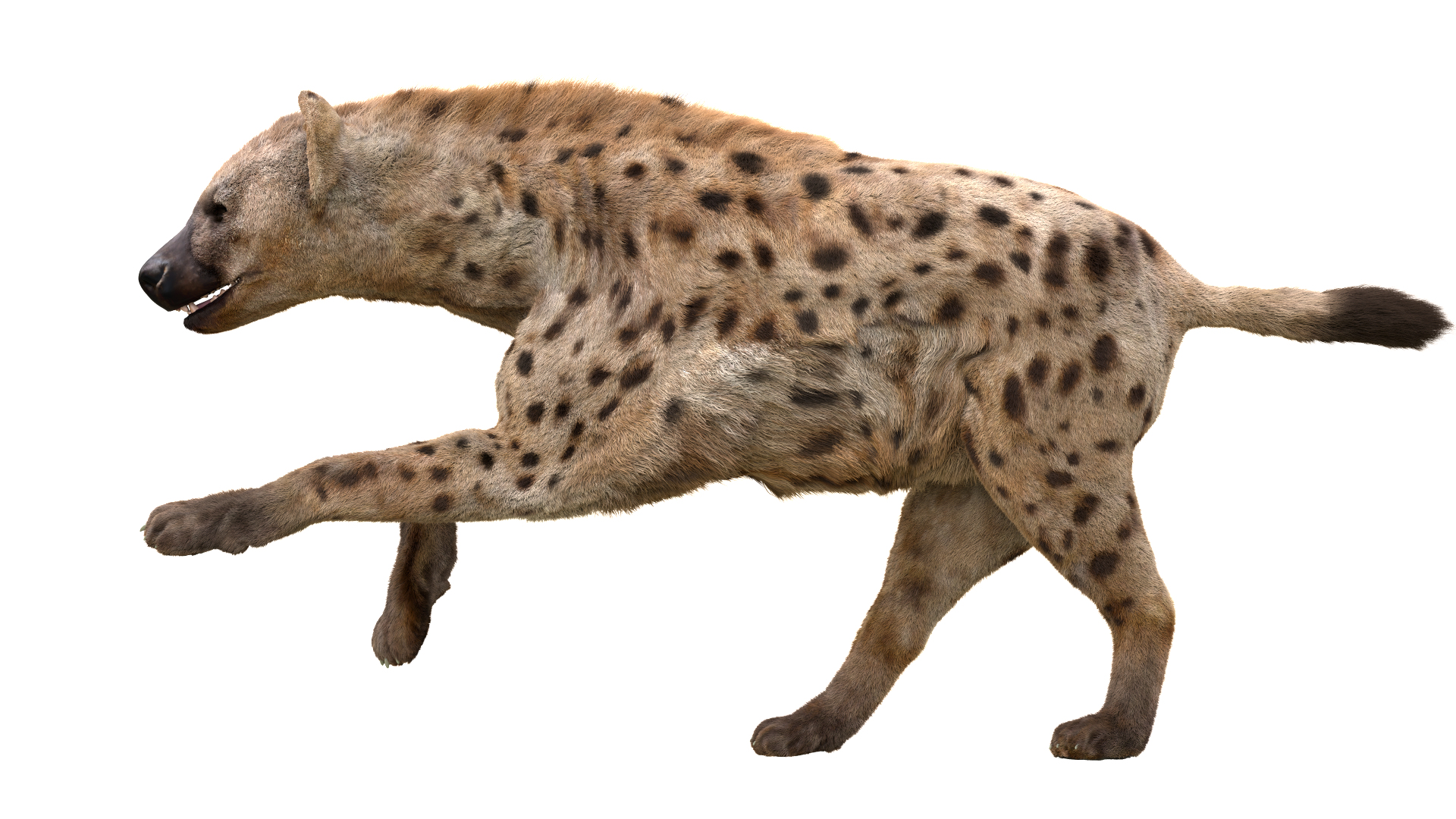 Hyena Animated Fur1 3D Model - TurboSquid 1861004