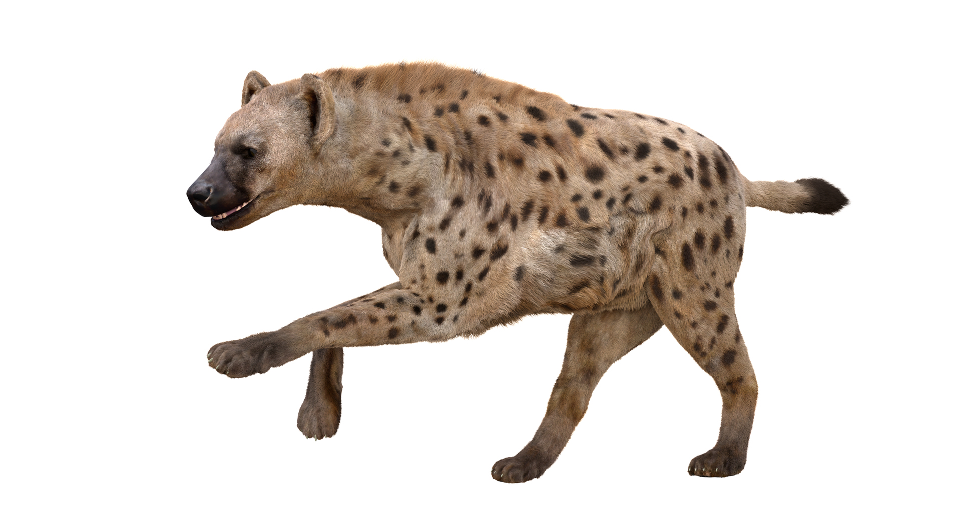 Hyena Animated Fur1 3D model - TurboSquid 1861004