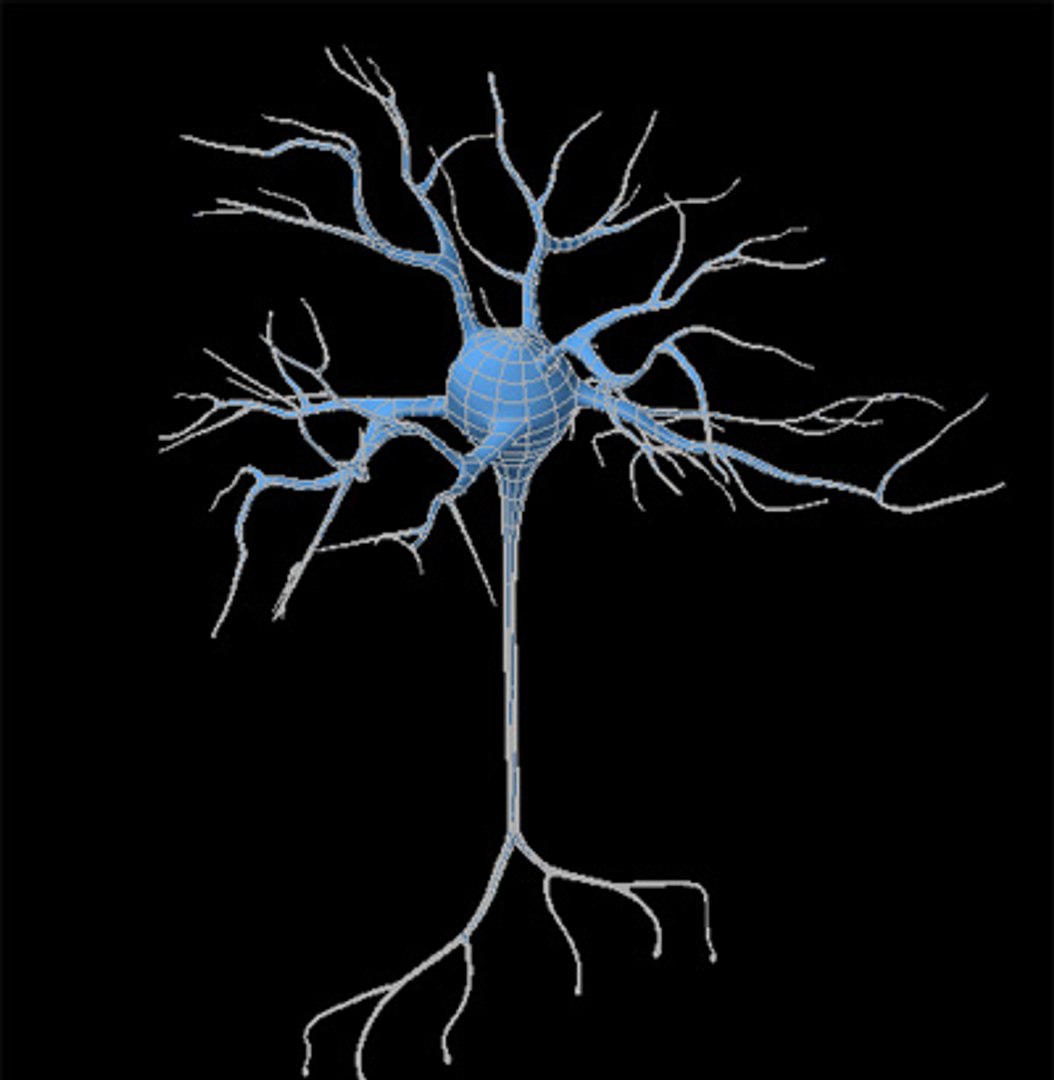 3d Model Of Neuron Cell