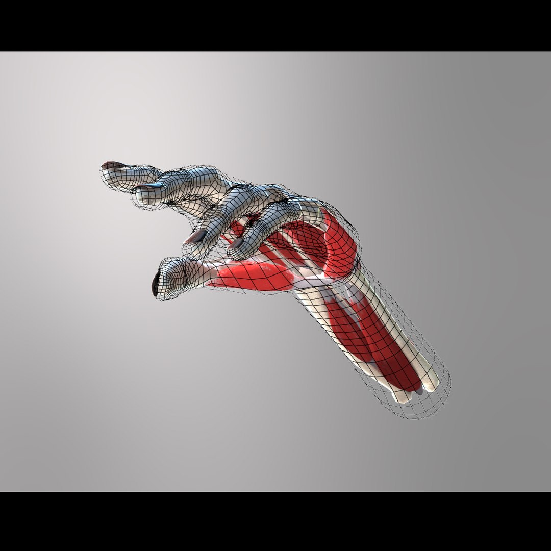 Max Hand Musculature