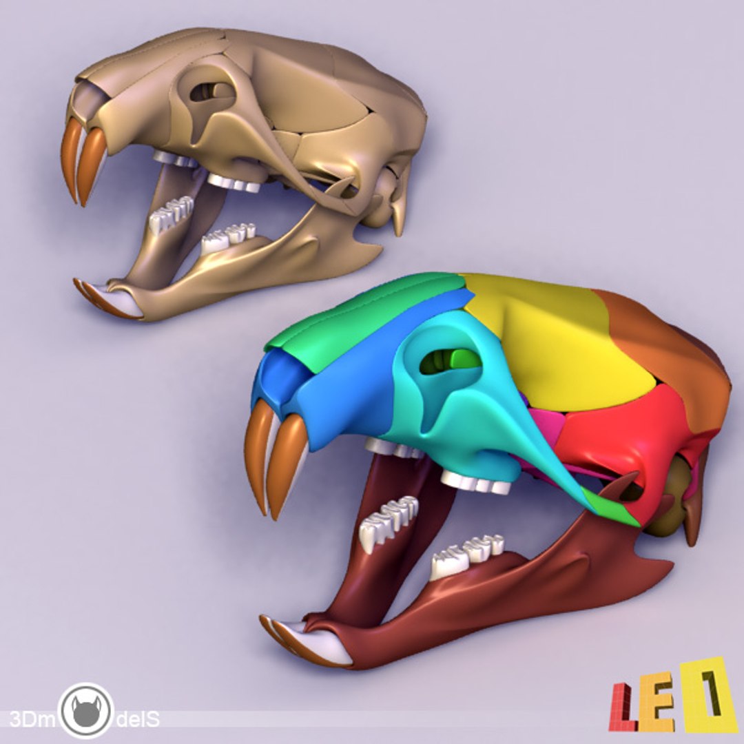 Rat Skull Separated Bones Anatomy 3d Max