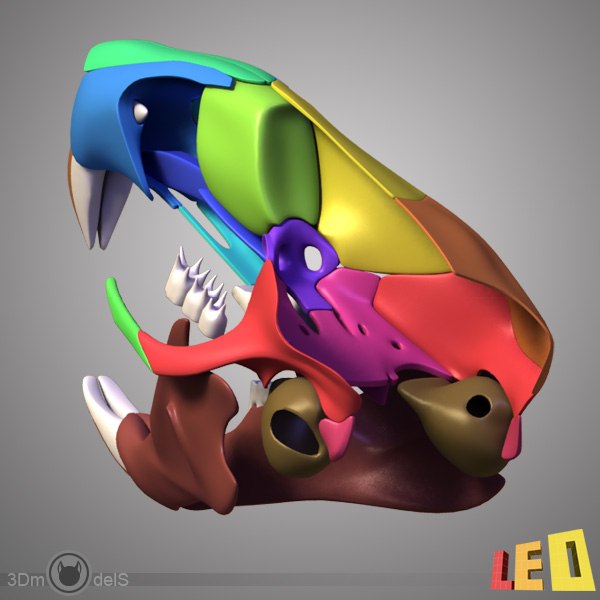 rat skull separated bones anatomy 3d max