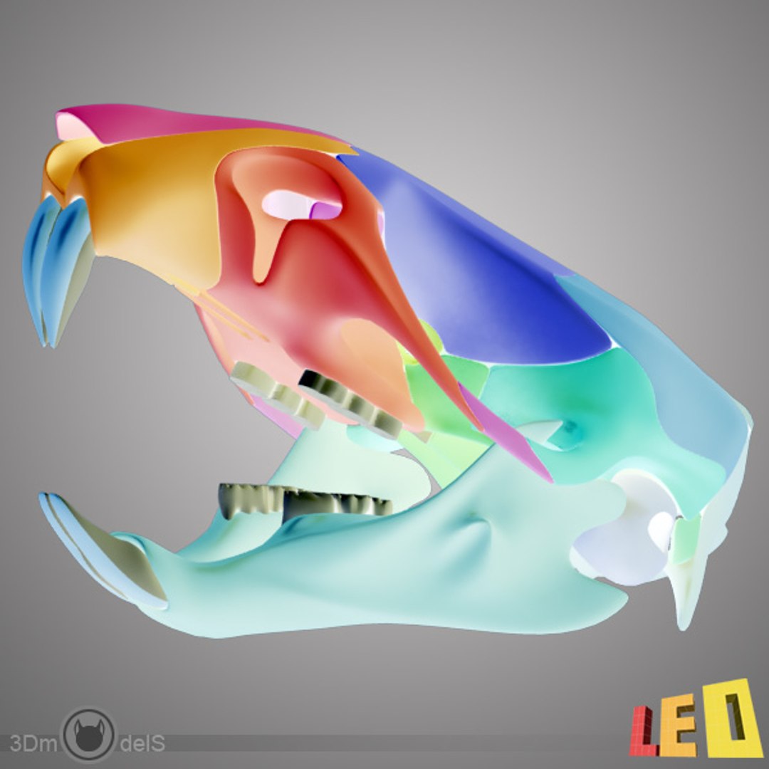 Rat Skull Separated Bones Anatomy 3d Max
