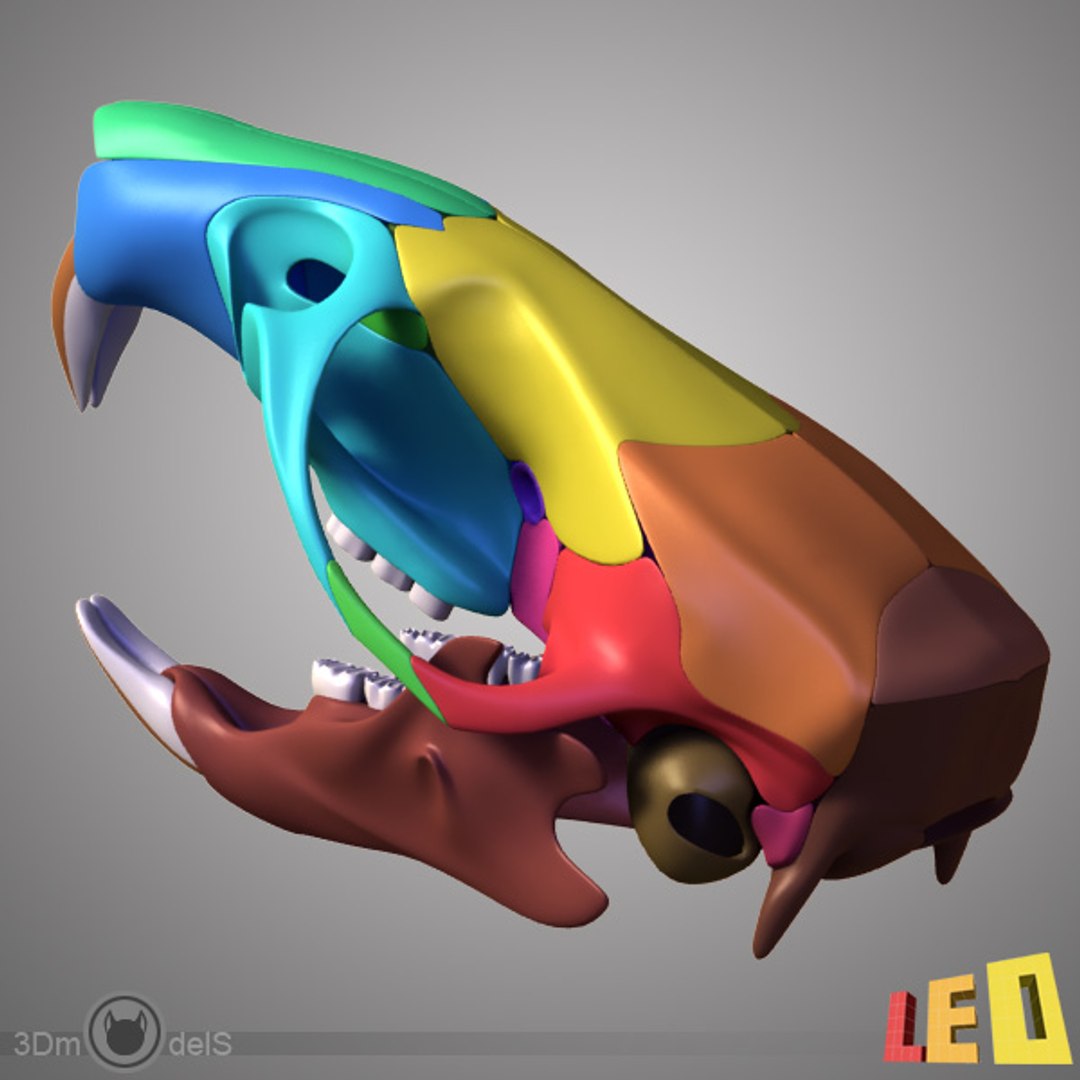 Rat Skull Separated Bones Anatomy 3d Max