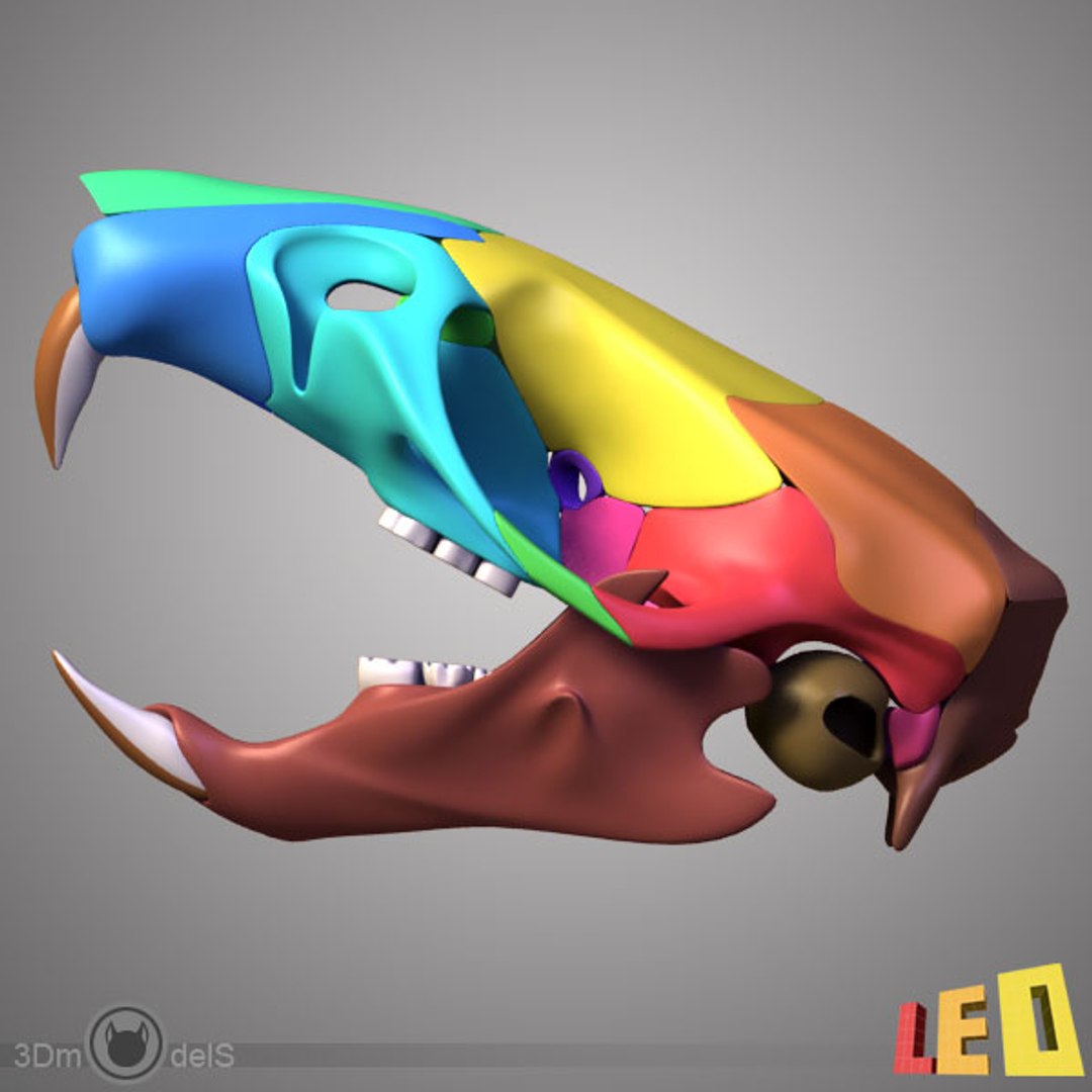 Rat Skull Separated Bones Anatomy 3d Max