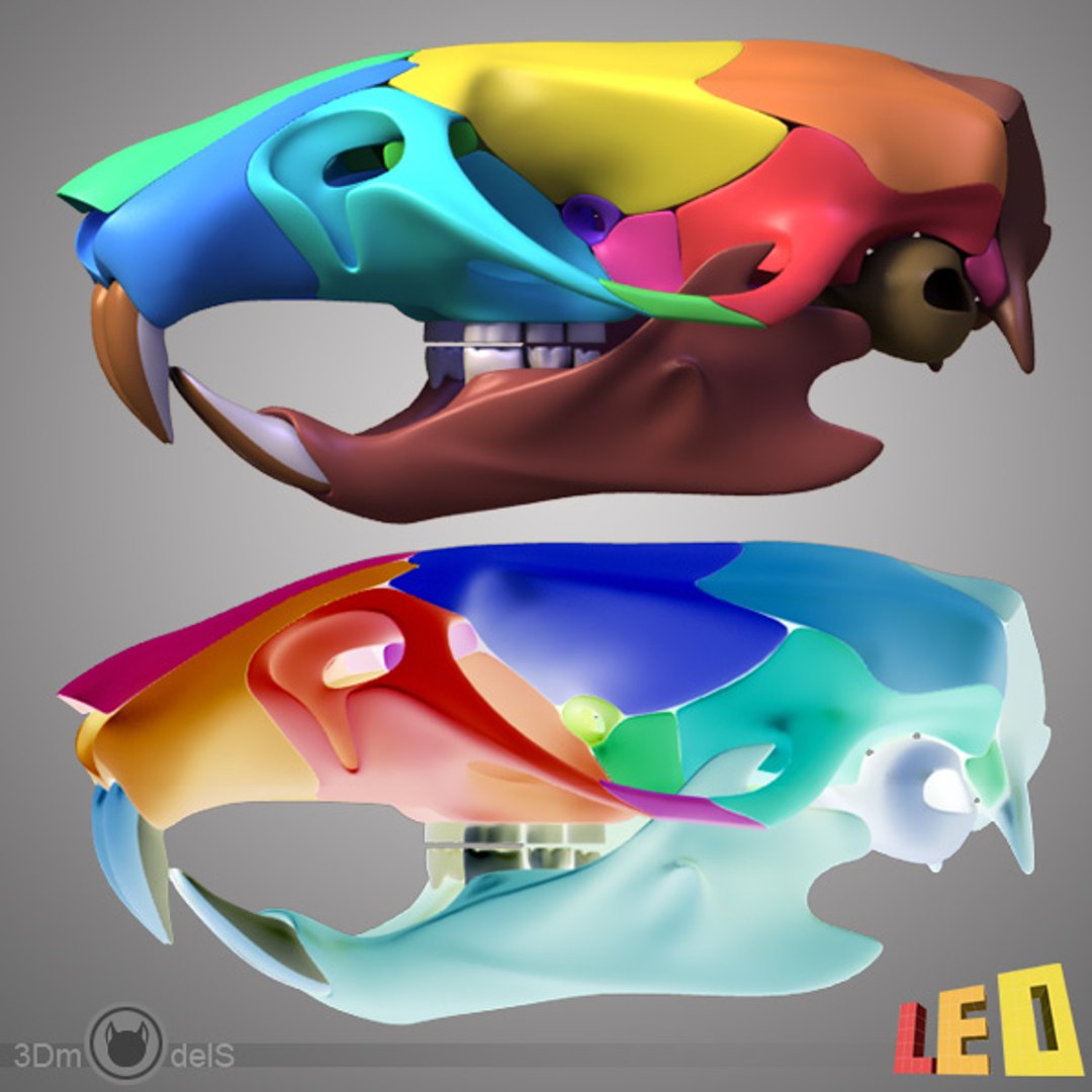 Rat Skull Separated Bones Anatomy 3d Max