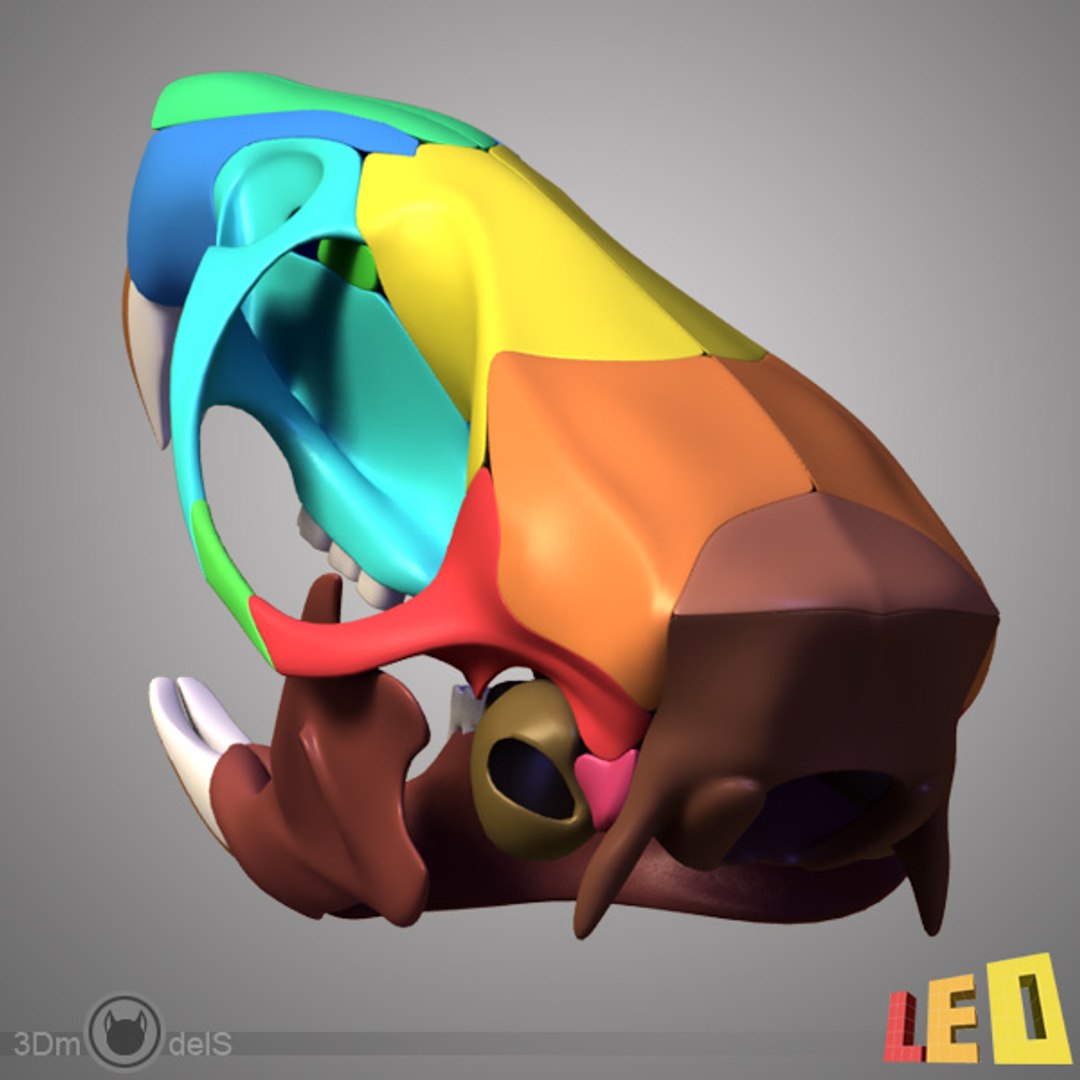 Rat Skull Separated Bones Anatomy 3d Max