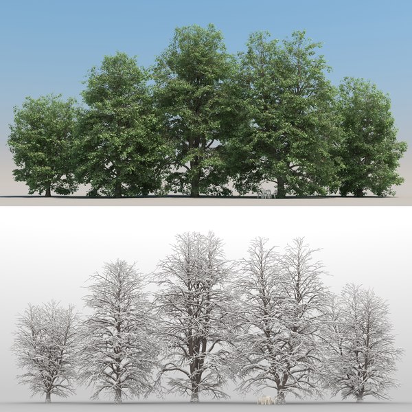 linden tree 3d obj