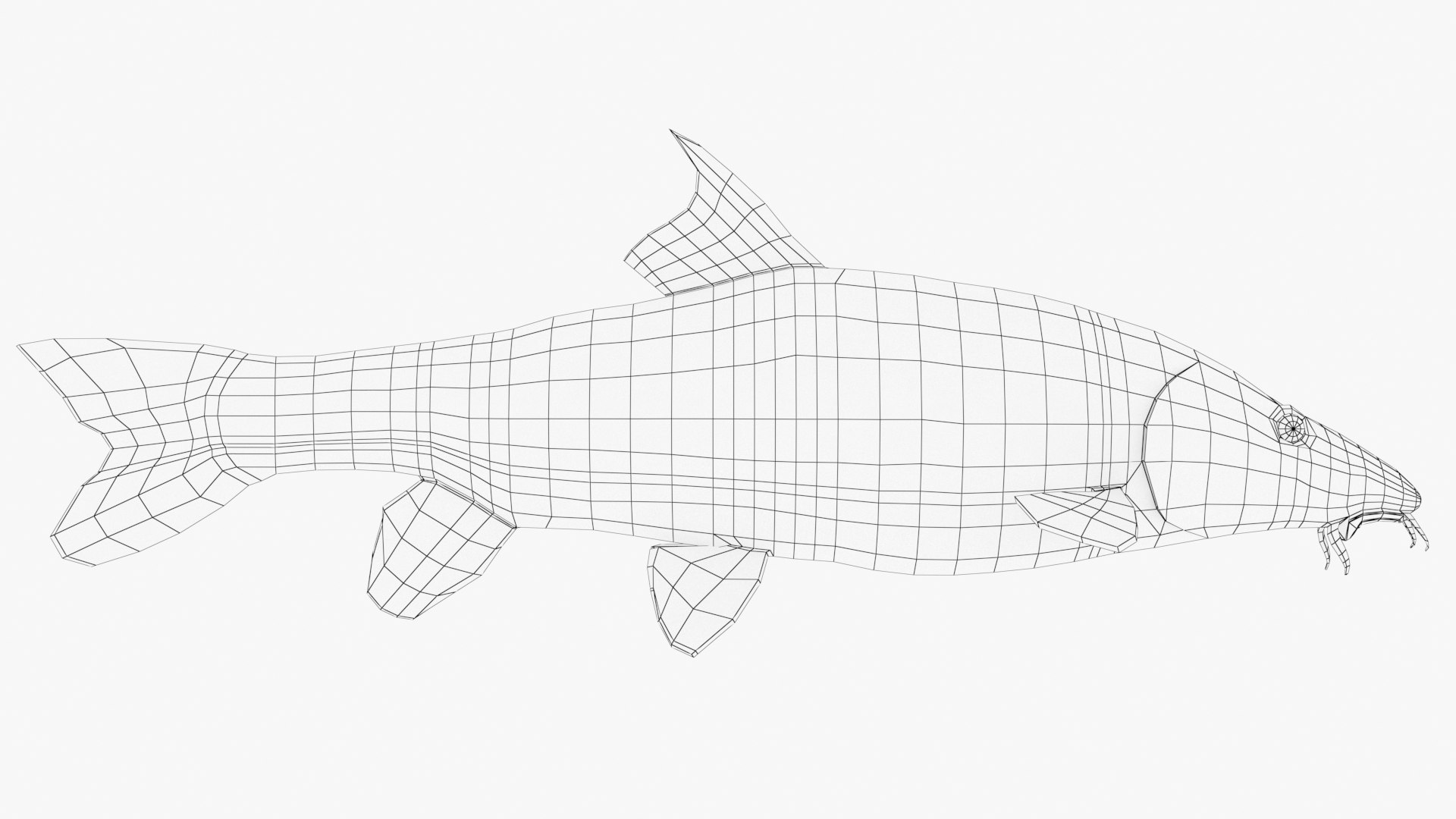 Common Barbel Model - TurboSquid 1889497