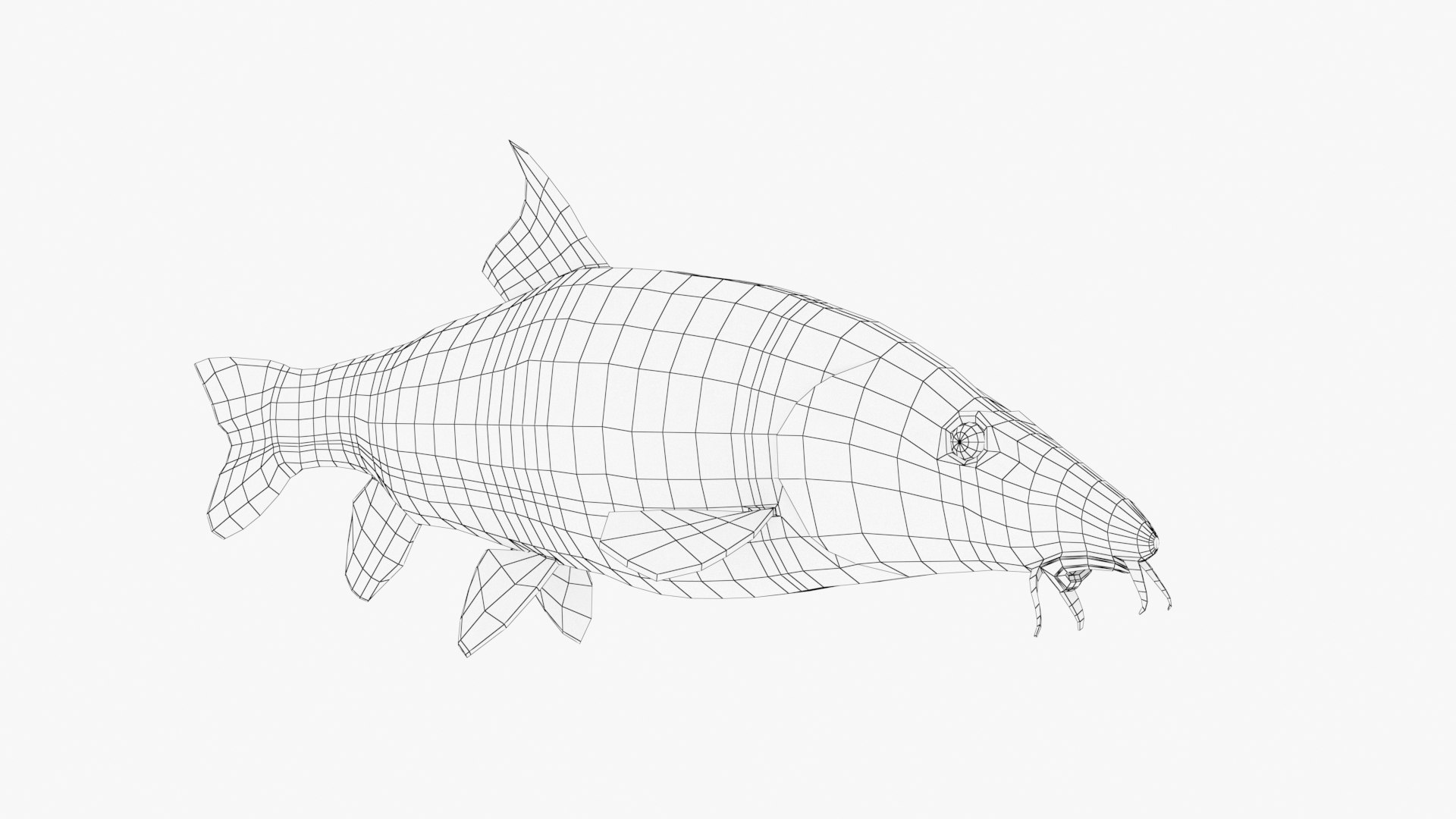 Common Barbel Model - TurboSquid 1889497
