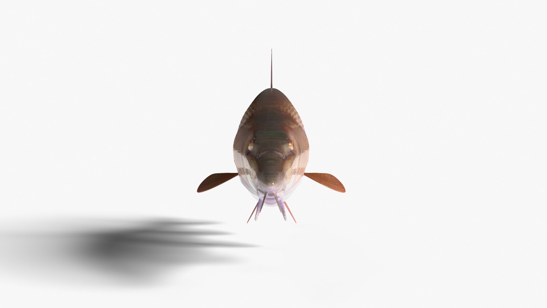 Common Barbel Model - TurboSquid 1889497