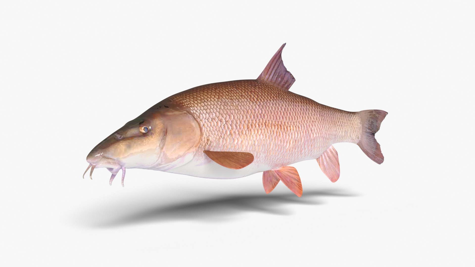 Common Barbel Model - TurboSquid 1889497